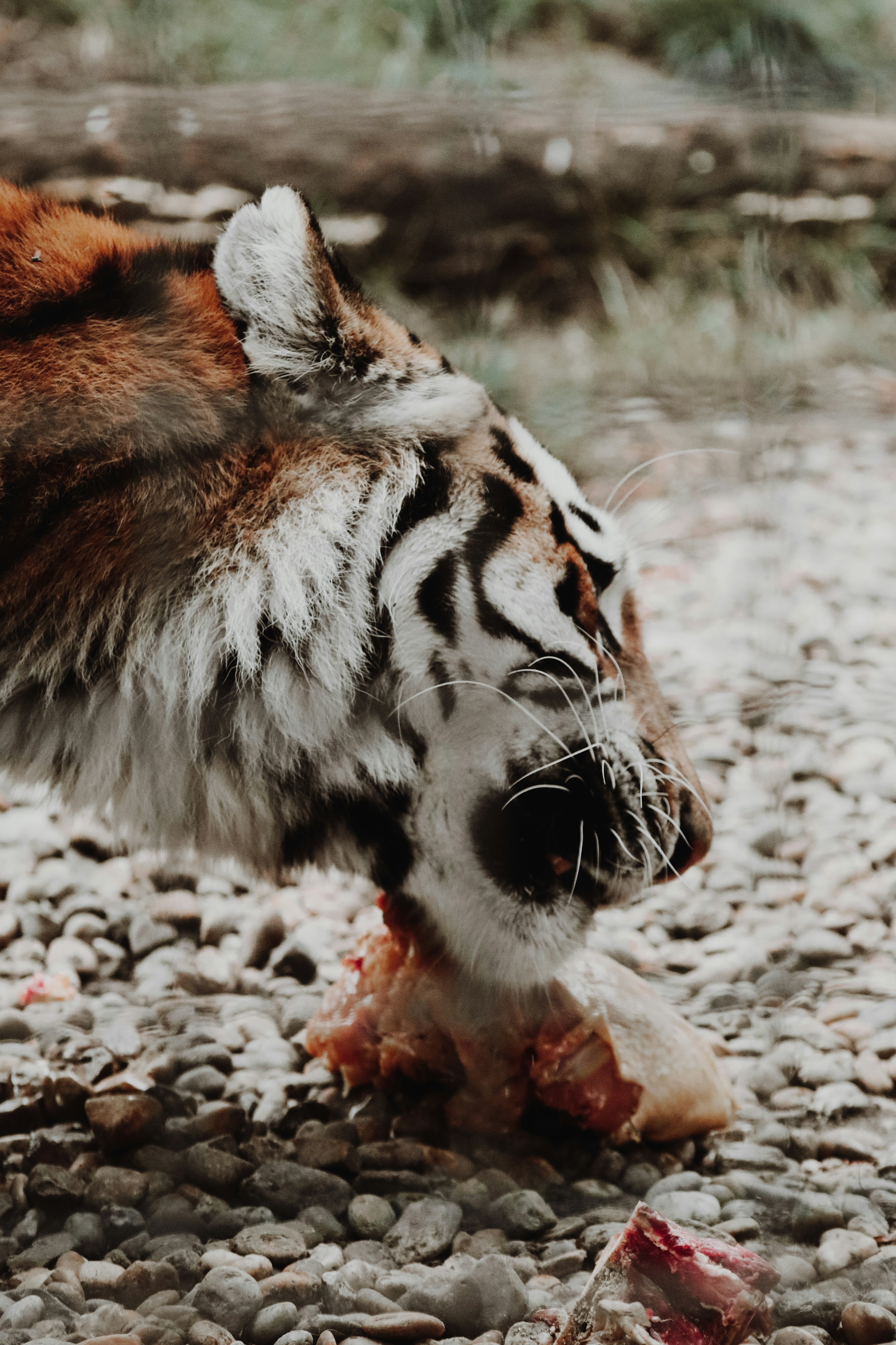 Pebble-Bite Portrait: Tiger Nibbles by the Riverbank