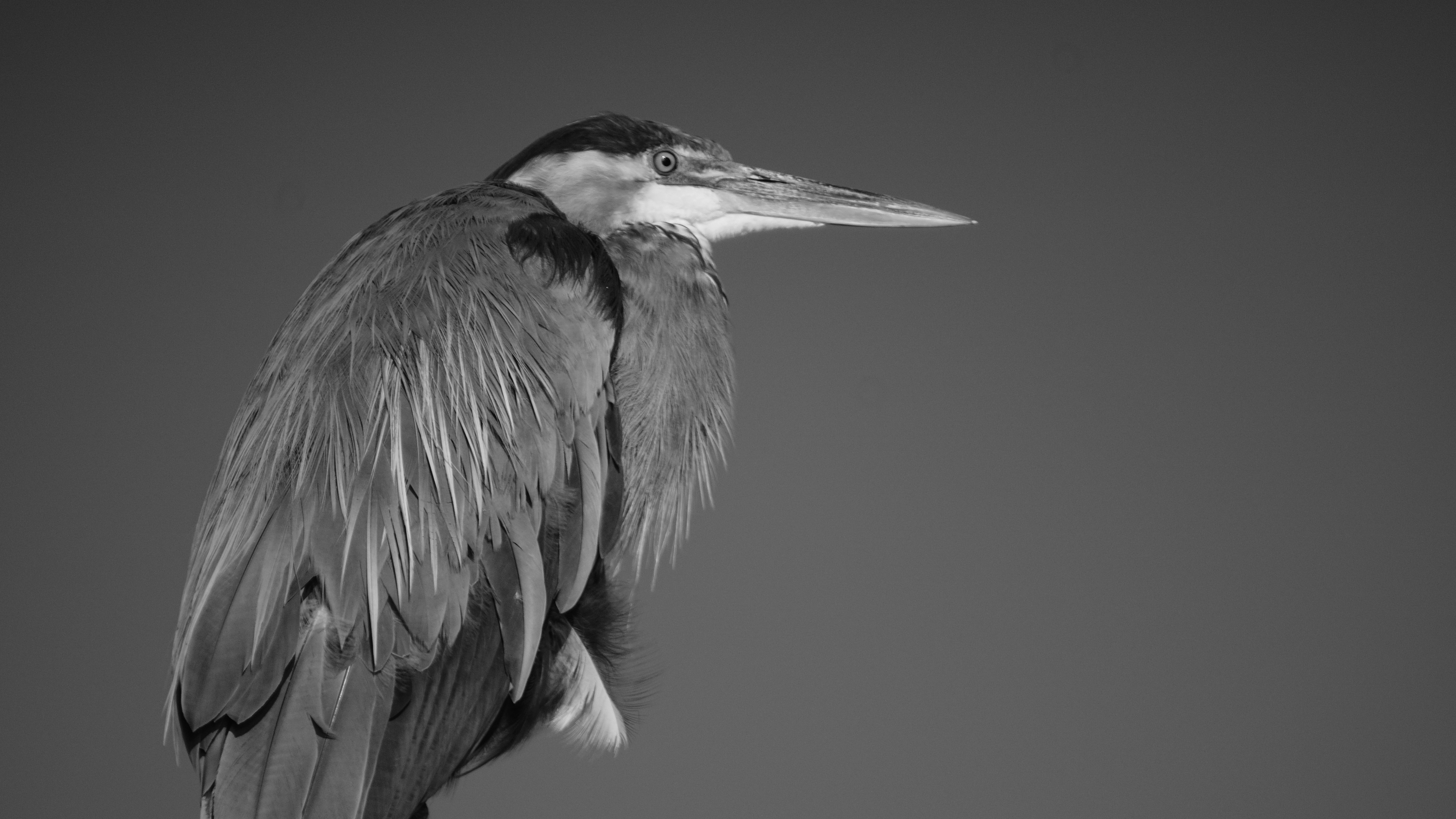 Black and white blue heron. 