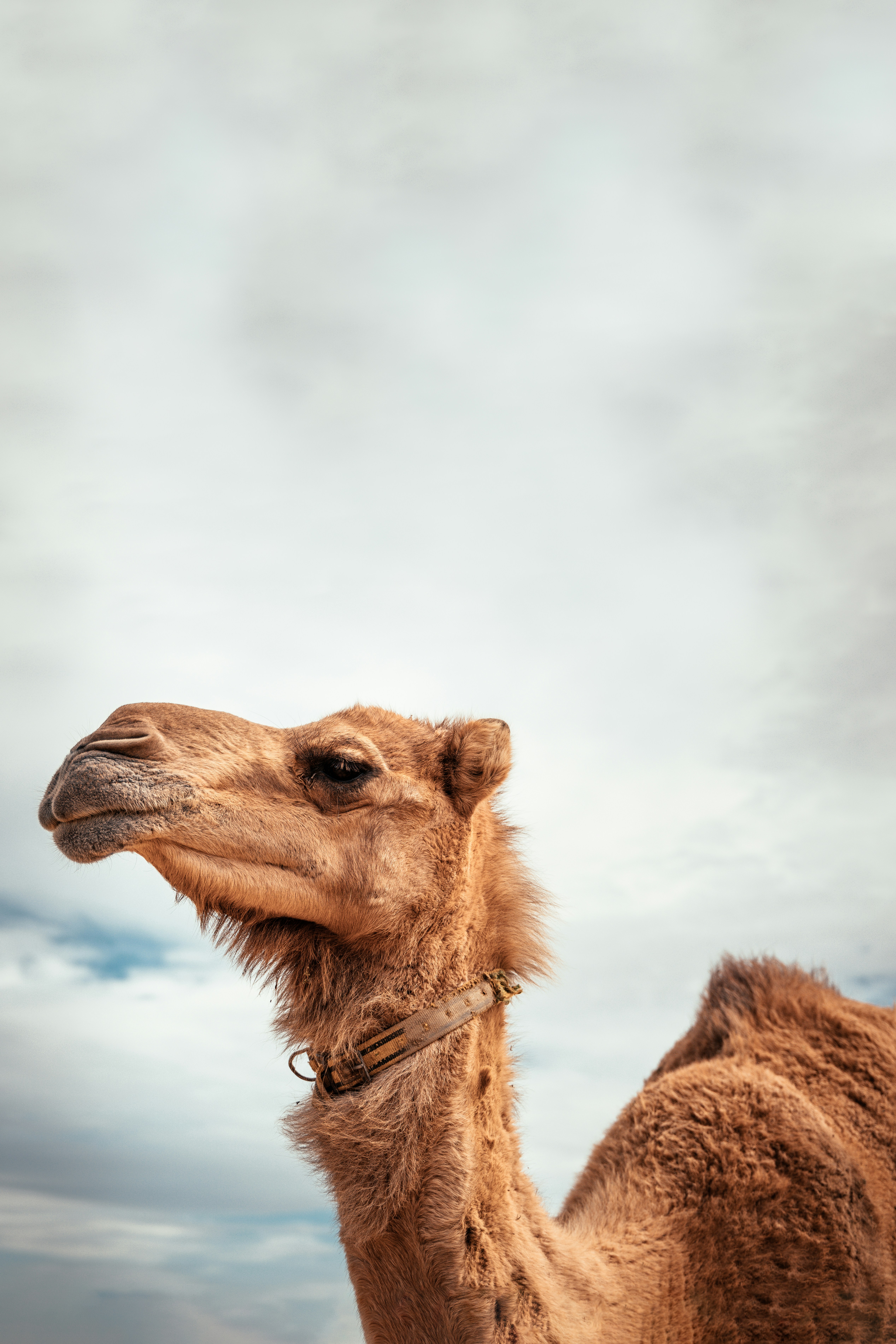100+ Camel Images [HD] | Download Free Pictures On Unsplash