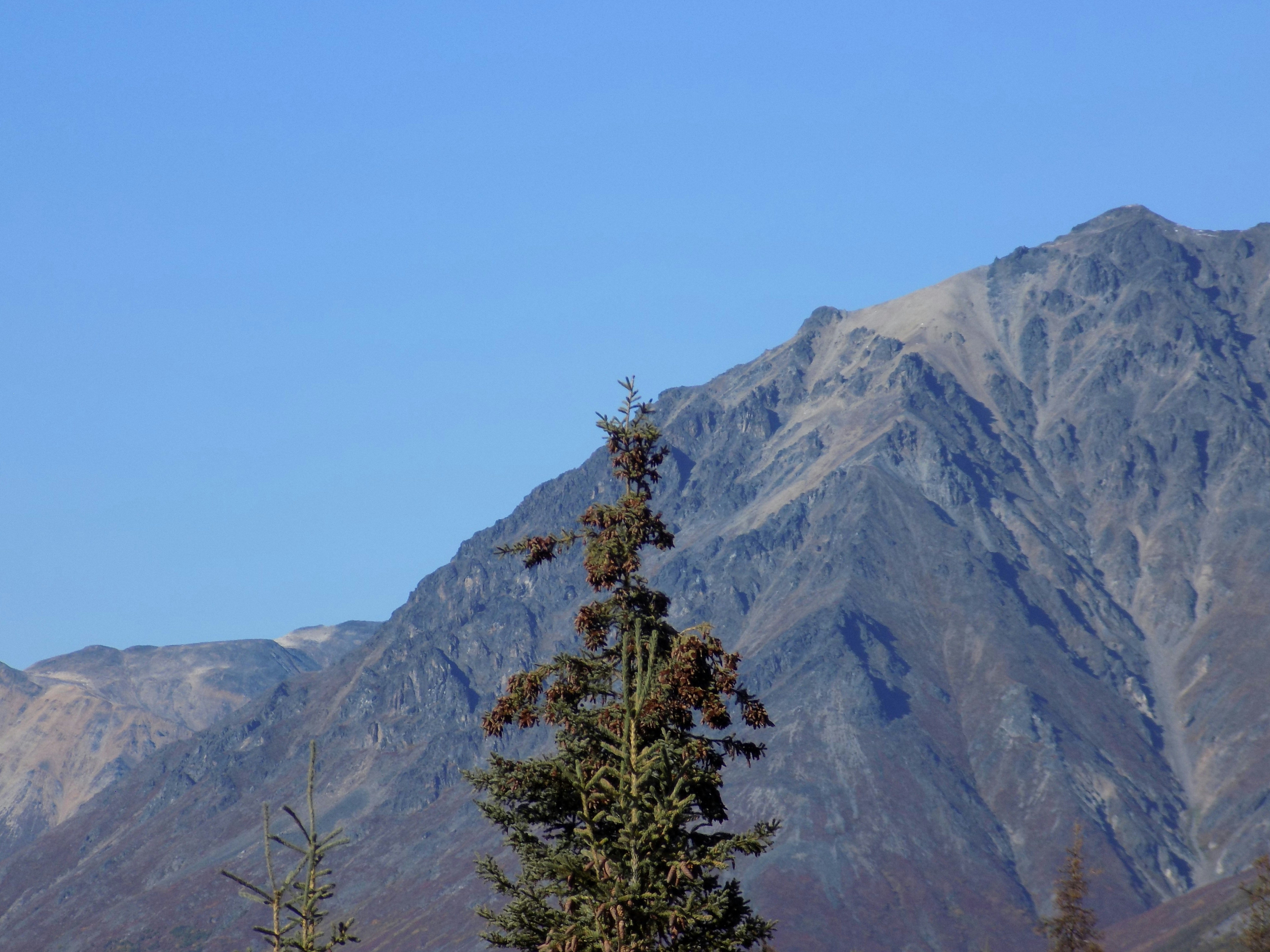 Lone evergreen tree stands in the foreground, framed by towering mountains under a clear blue sky.