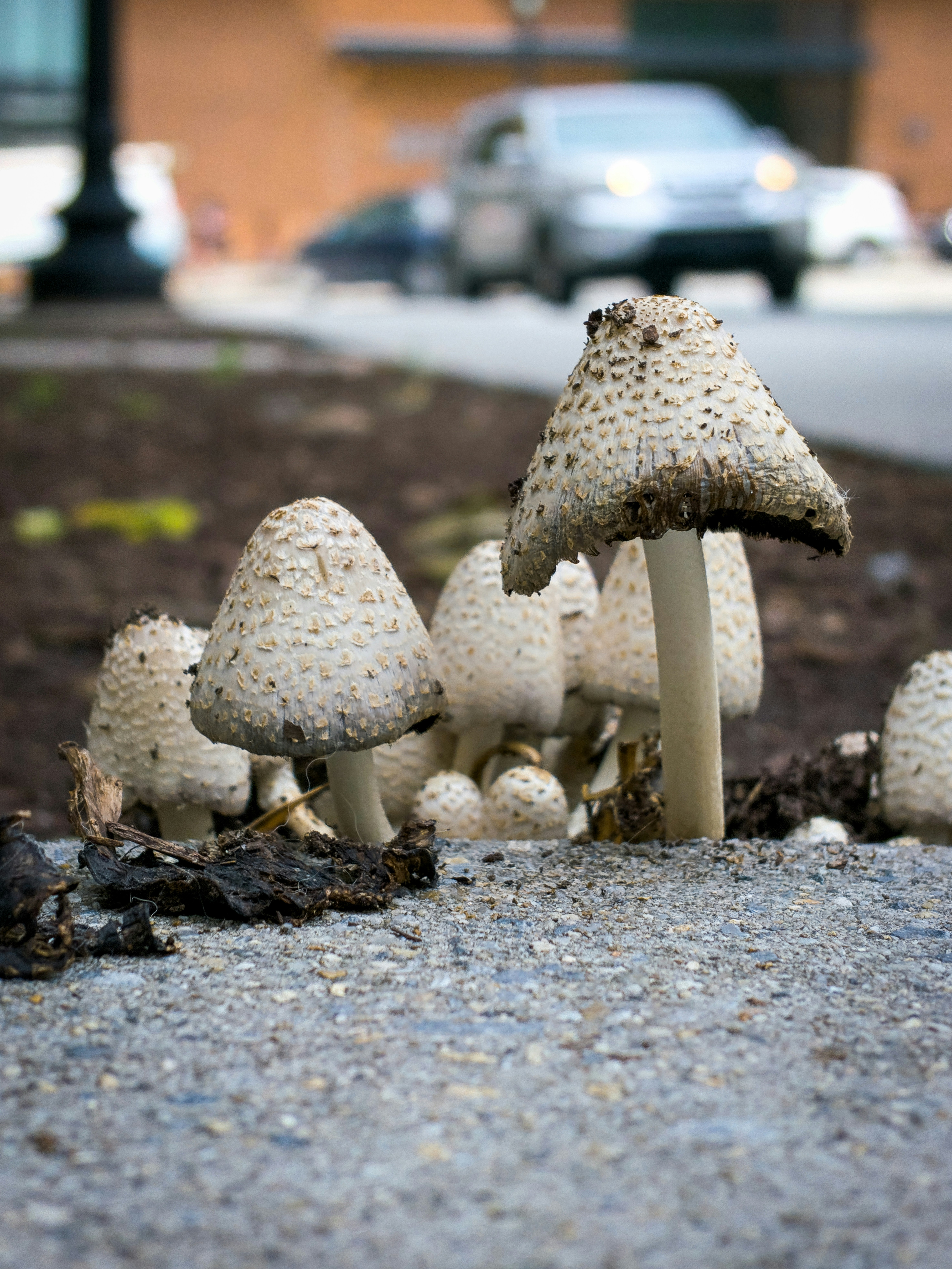 Cluster of white mushrooms growing from the ground near a city street, showcasing nature's persistence in urban environments.