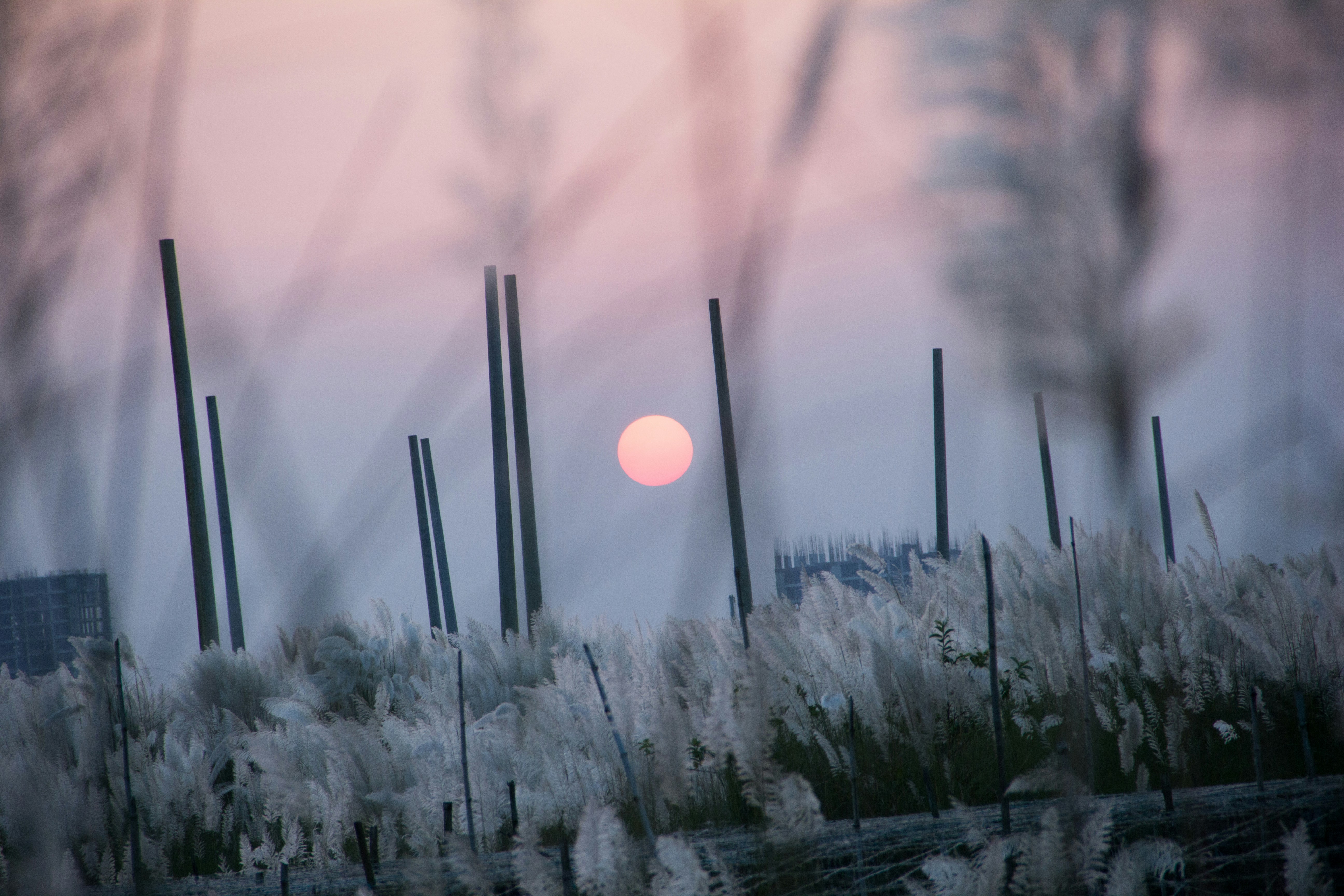 Sunlit Mists: A Pink Crescent in a Field of Feathery Grasses