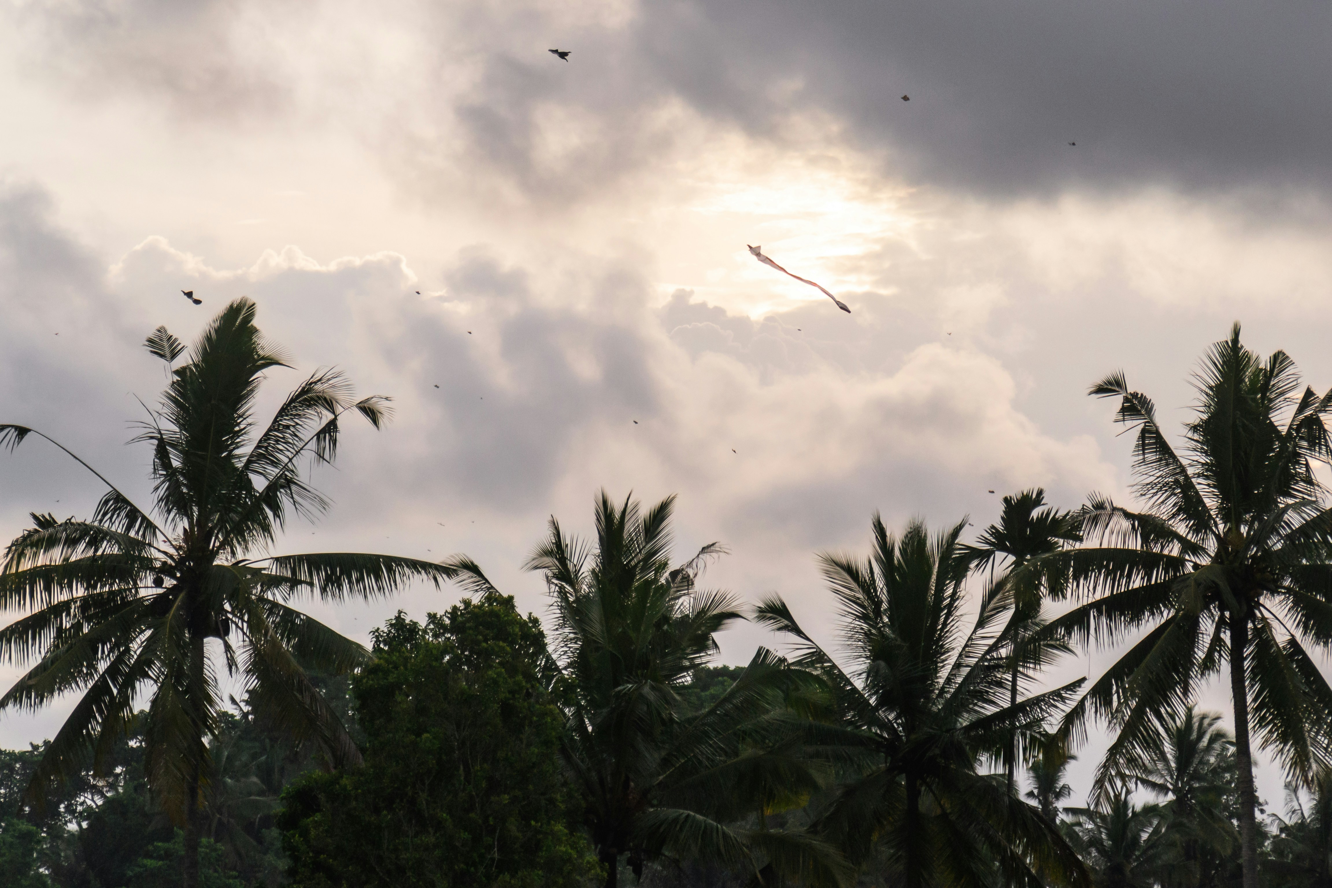 Kites flying above palm trees during sunset.