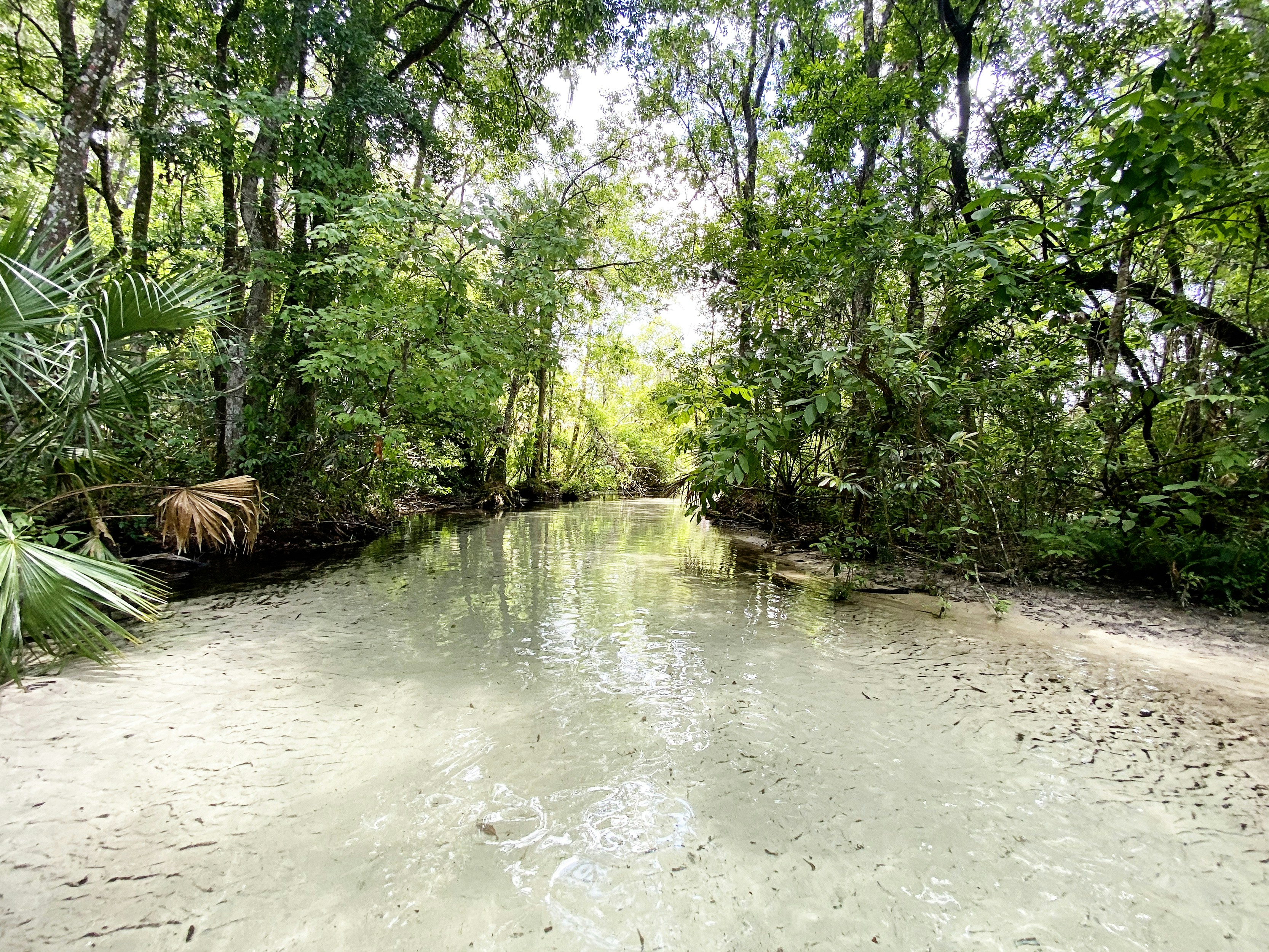 Clear river flowing through lush green forest under bright daylight.