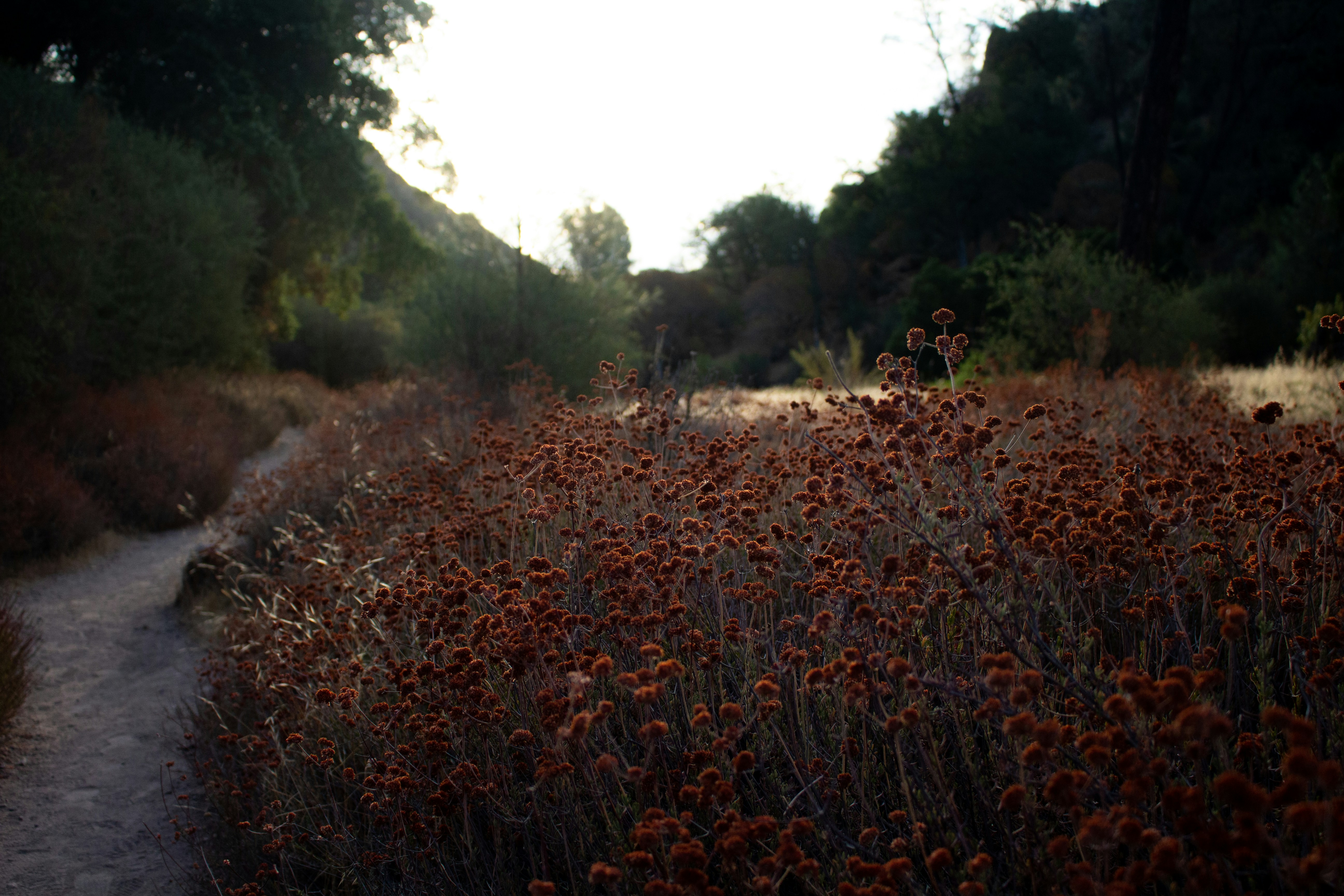 Golden-brown wildflowers line a winding path in a serene landscape, illuminated by soft, diffused light. The scene evokes a tranquil autumn atmosphere.