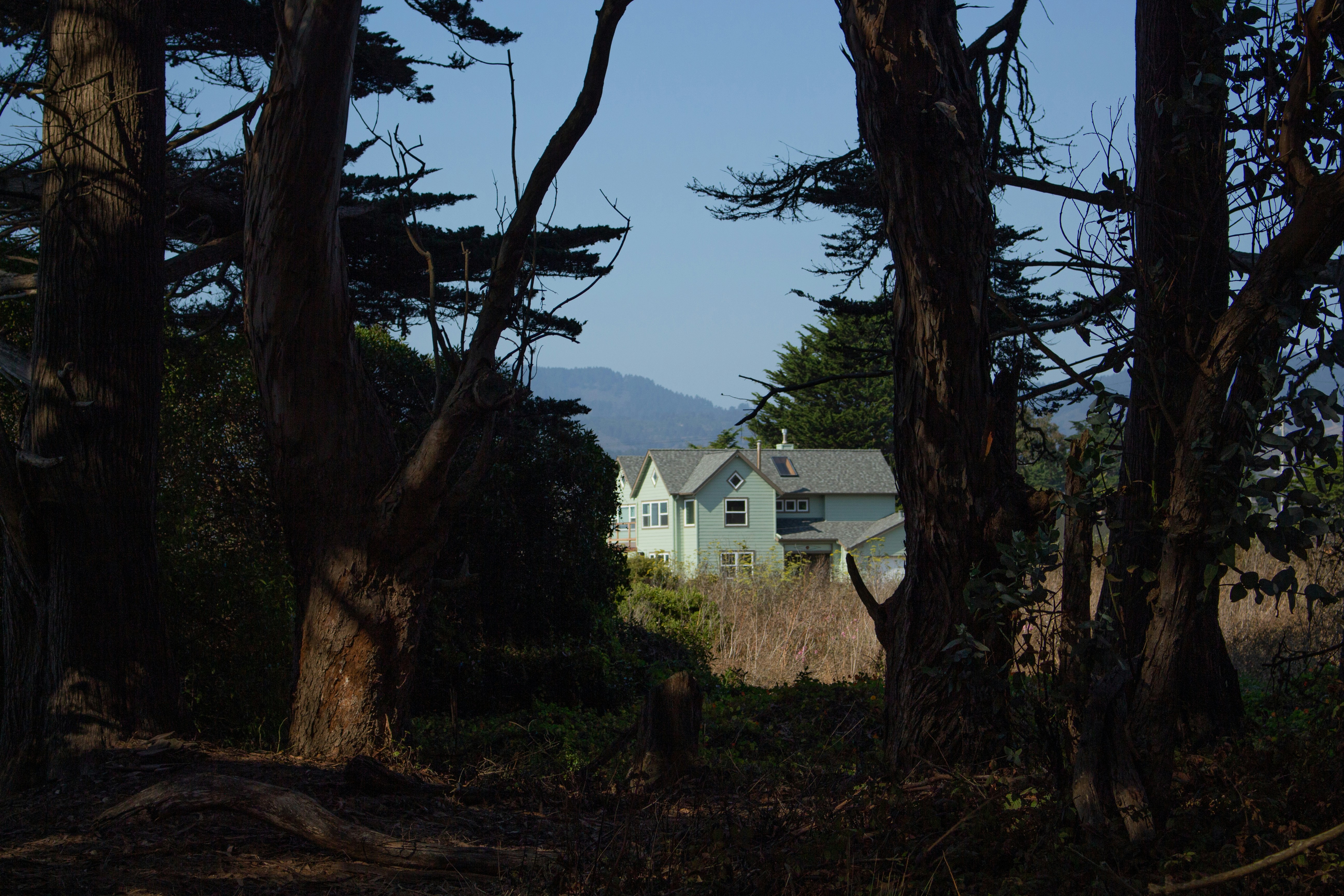Pine-Framed Blue Cottage in a Sunlit Clearing