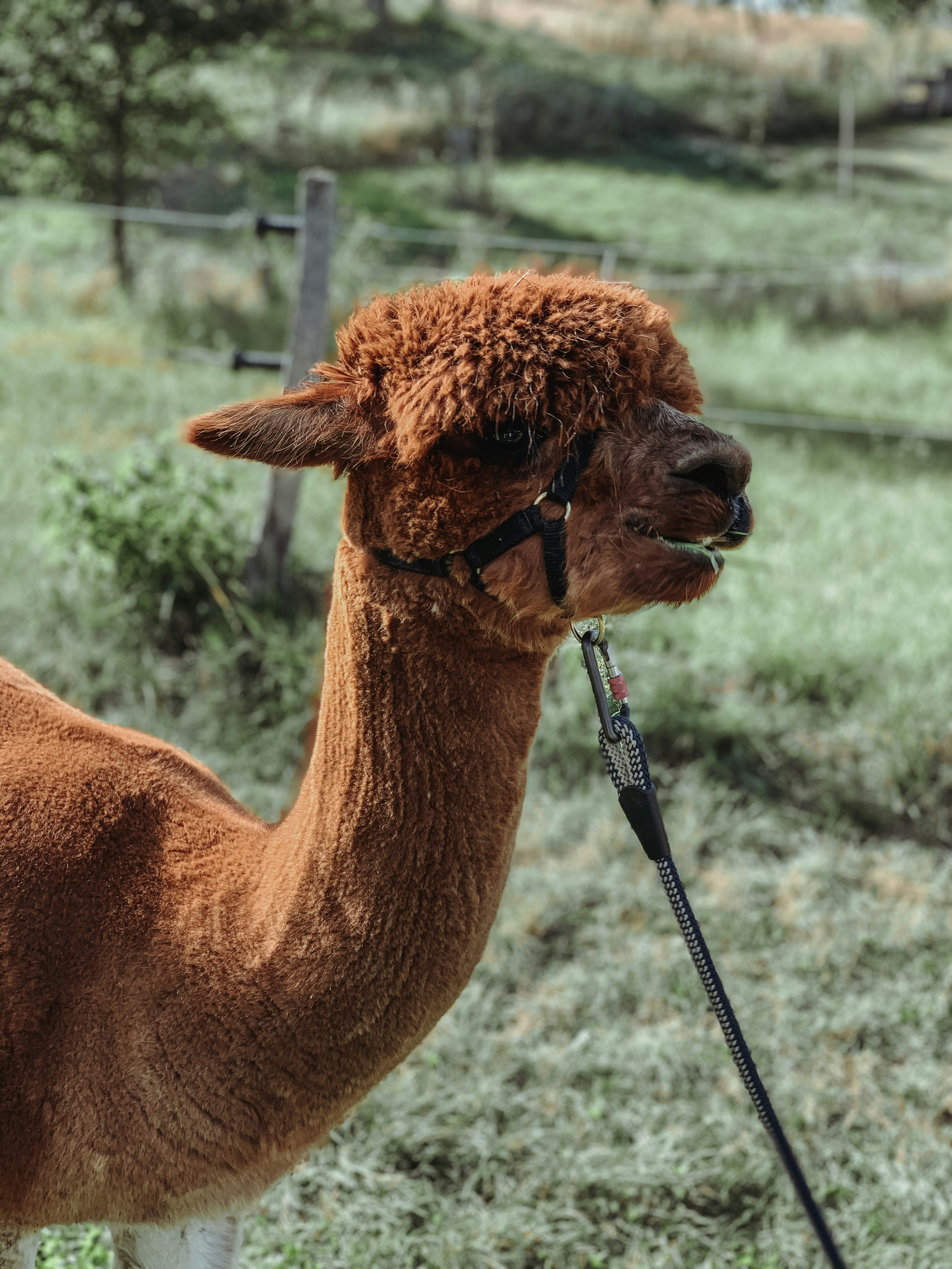 brown camel with black leash