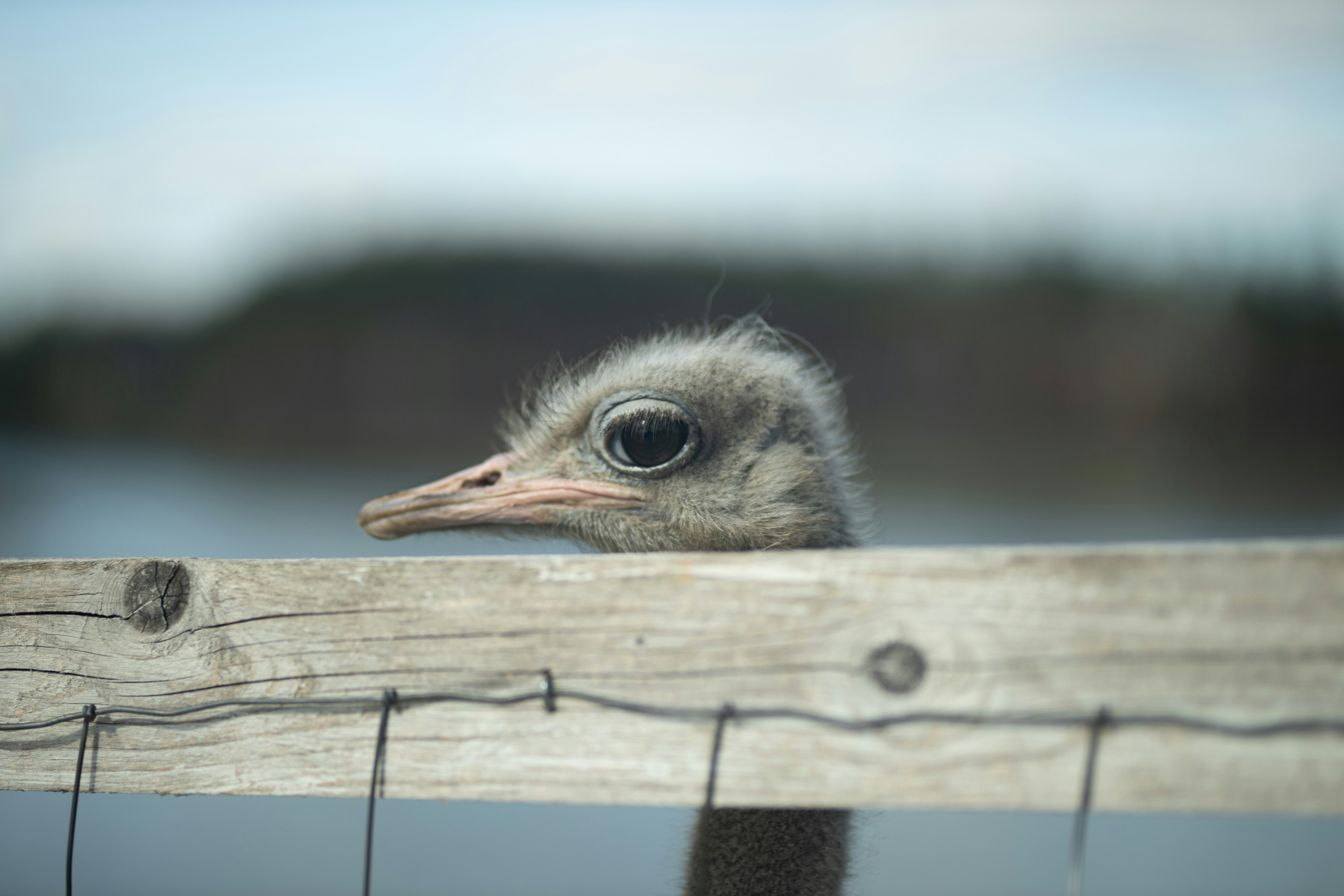 Gray and brown ostrich on brown wooden fence during daytime photo ...