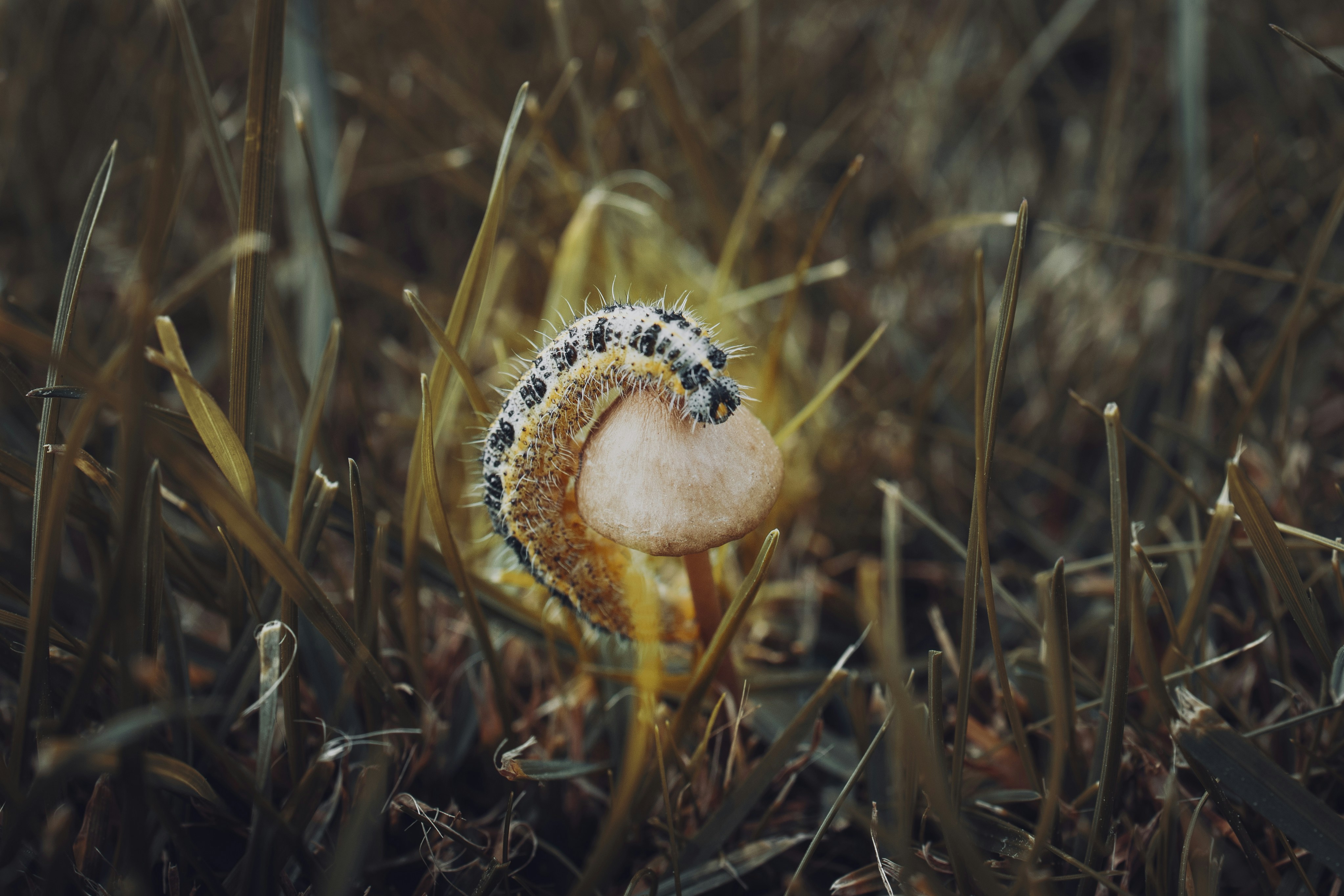 Mushroom Spotlight Amid Rusty Grasses