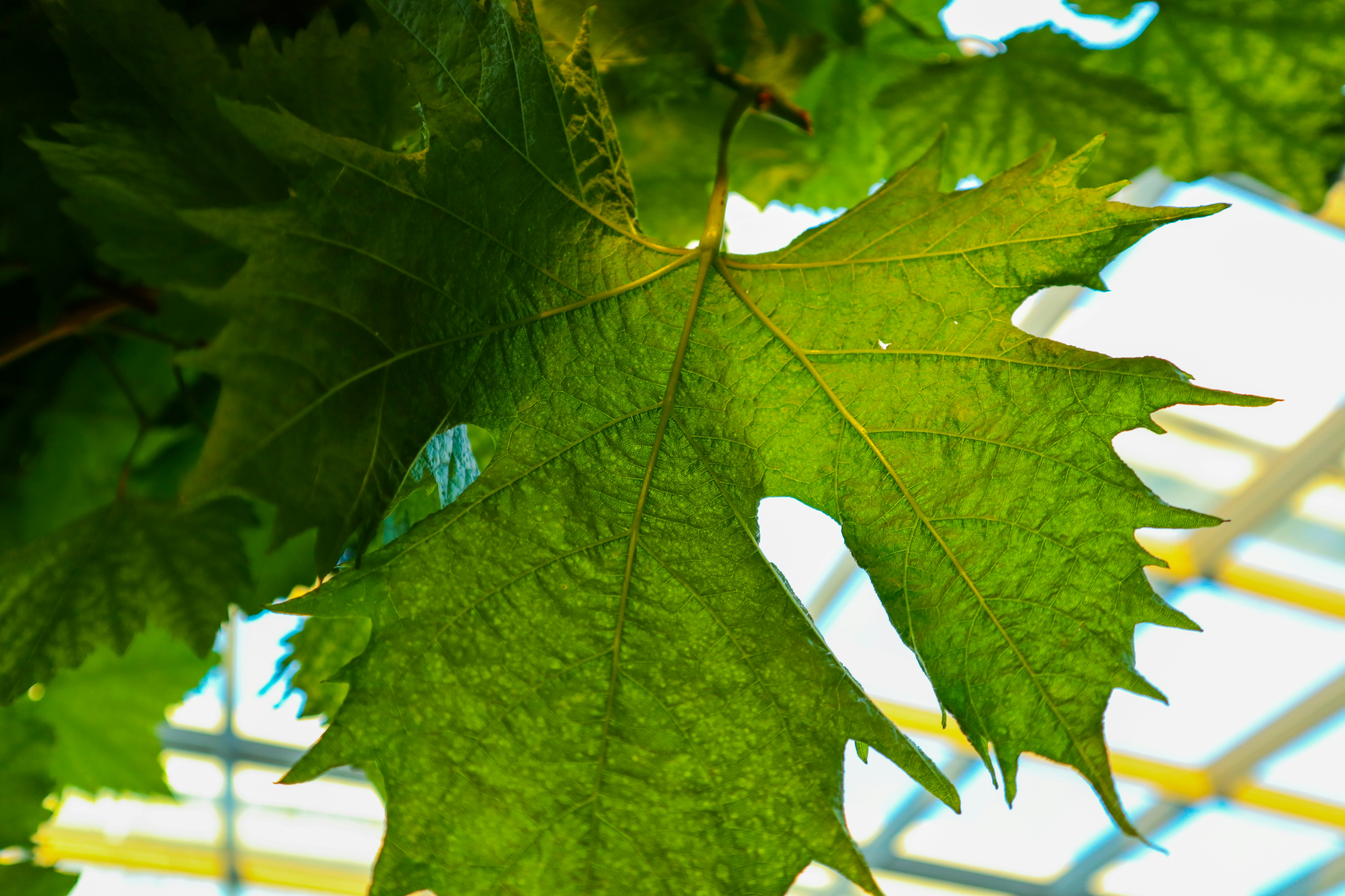 Close-up of a vibrant green leaf showcasing intricate vein patterns against a softly blurred background.