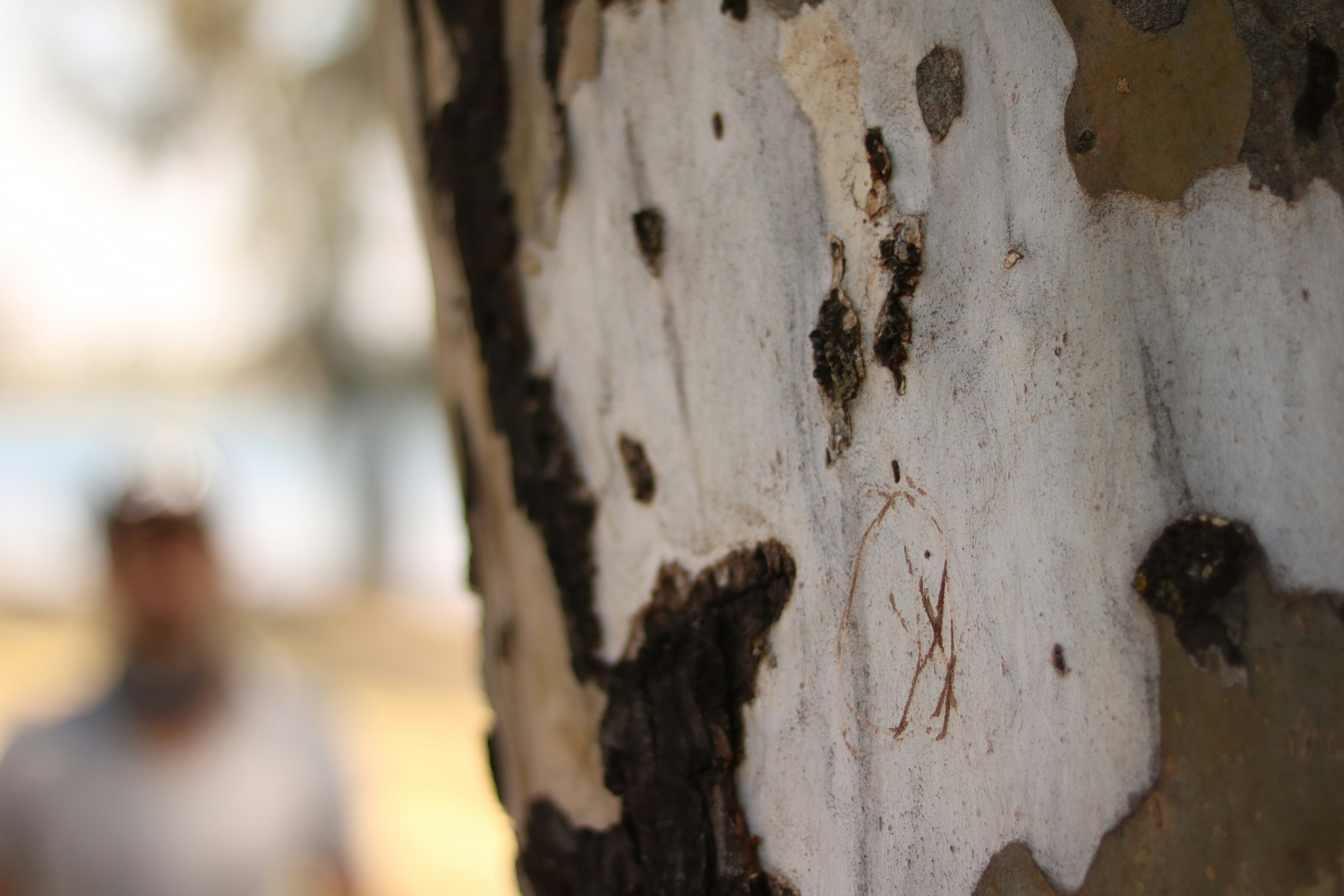 Close-up of a tree trunk showcasing intricate markings, with a blurred figure in the background, hinting at a serene outdoor setting.