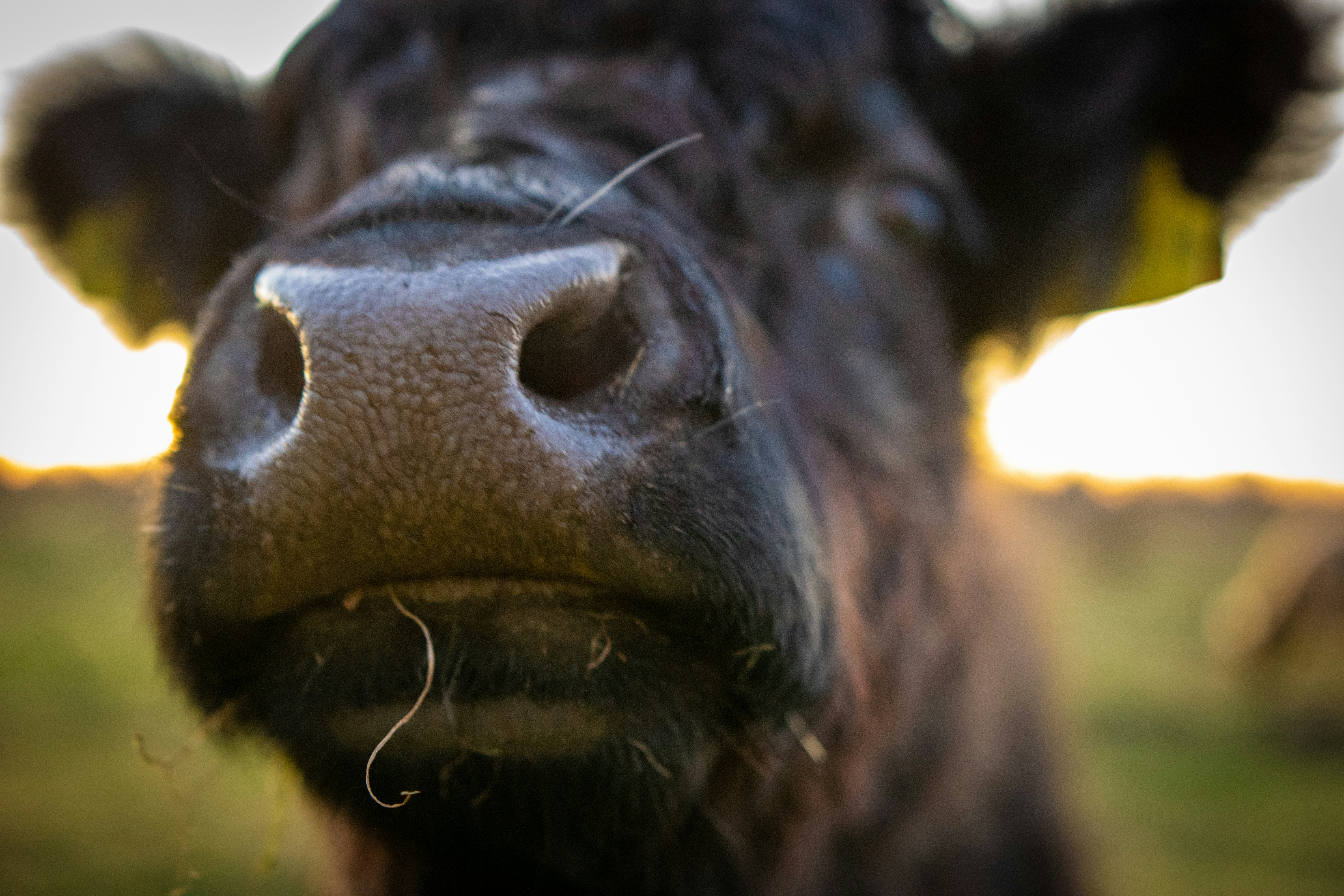 Nose-First Close-Up: A Cow's Snout at Golden Hour