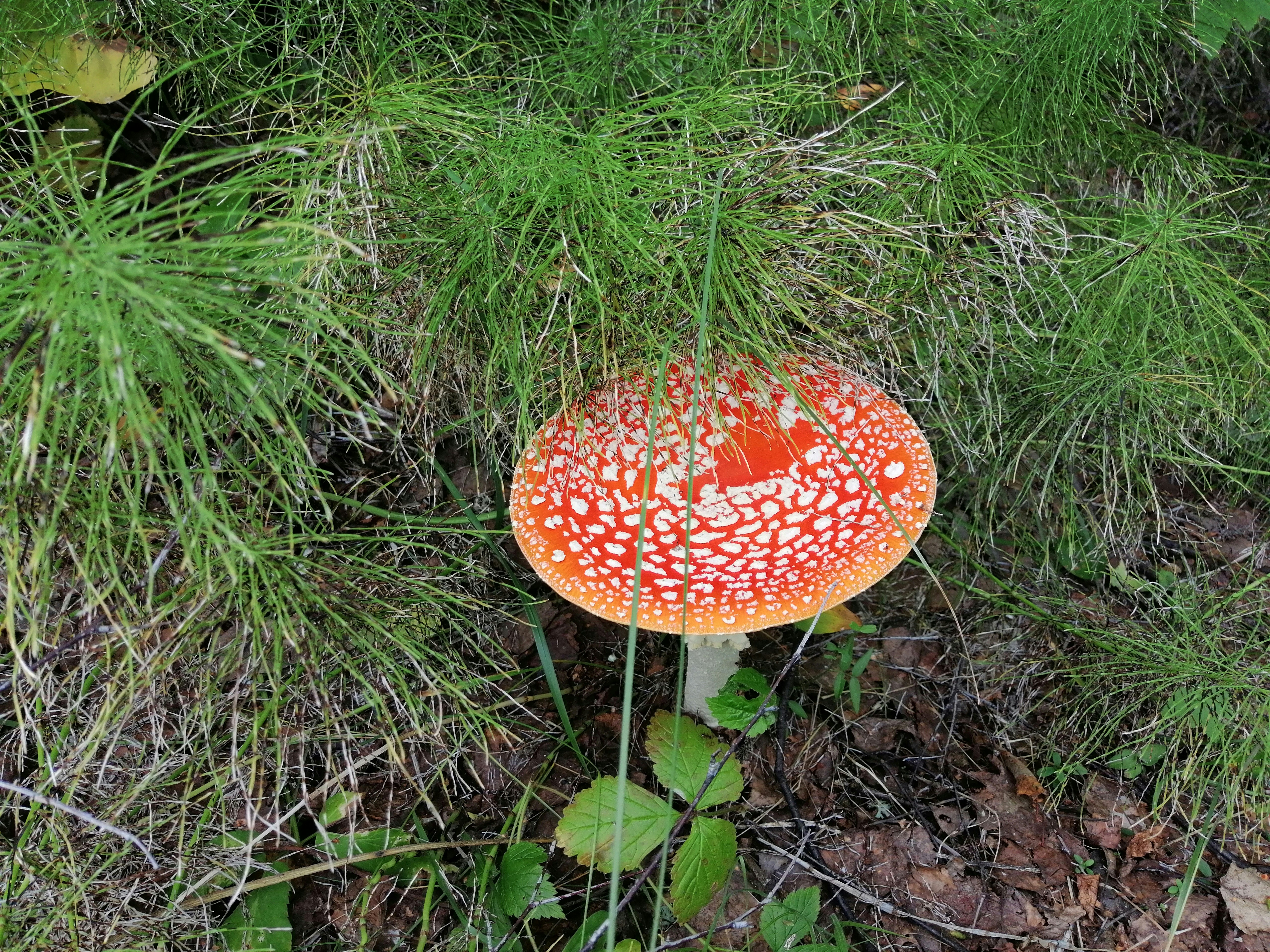 Red-spotted Amanita in Moss: a quiet forest beacon