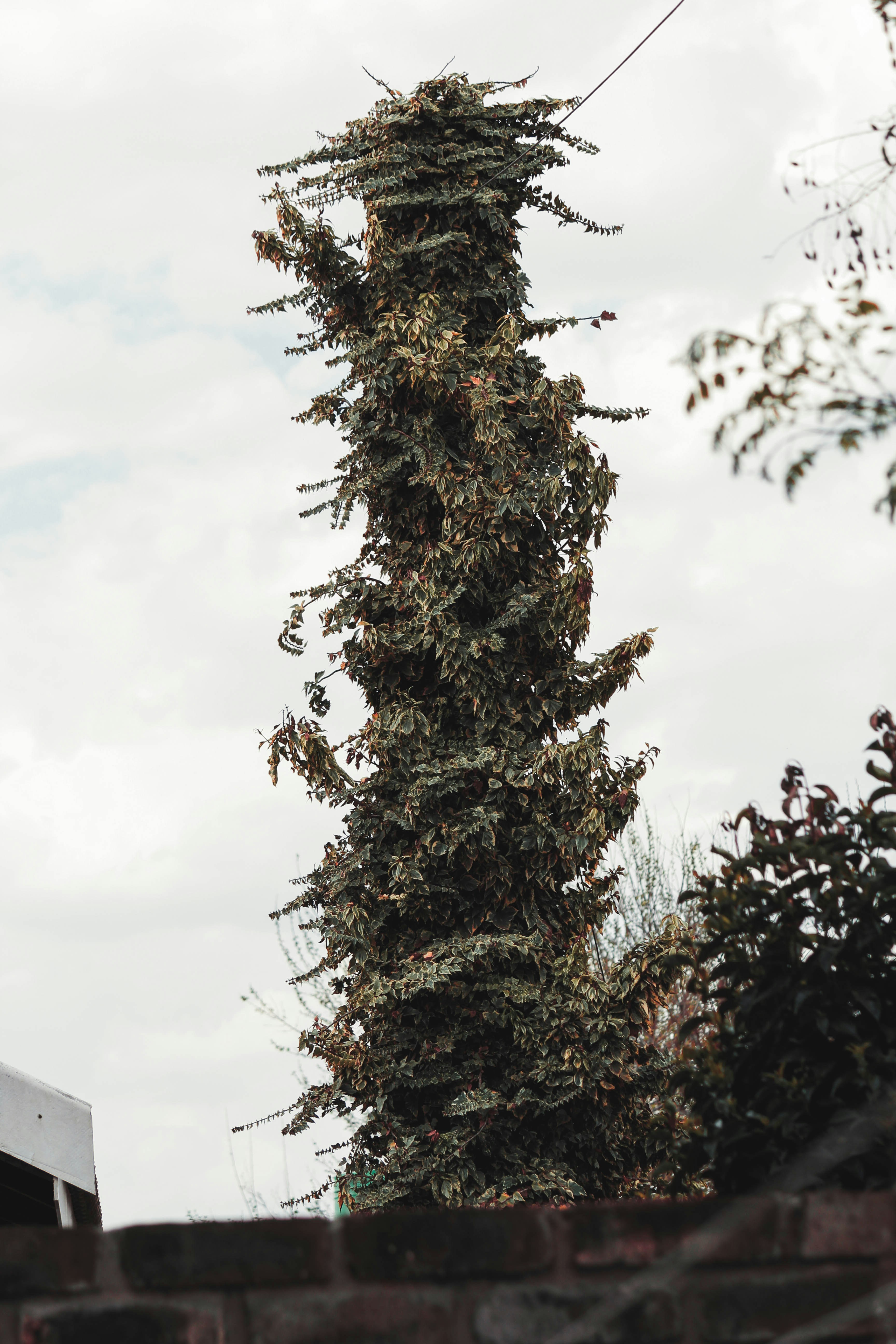 green pine tree under white clouds during daytime
