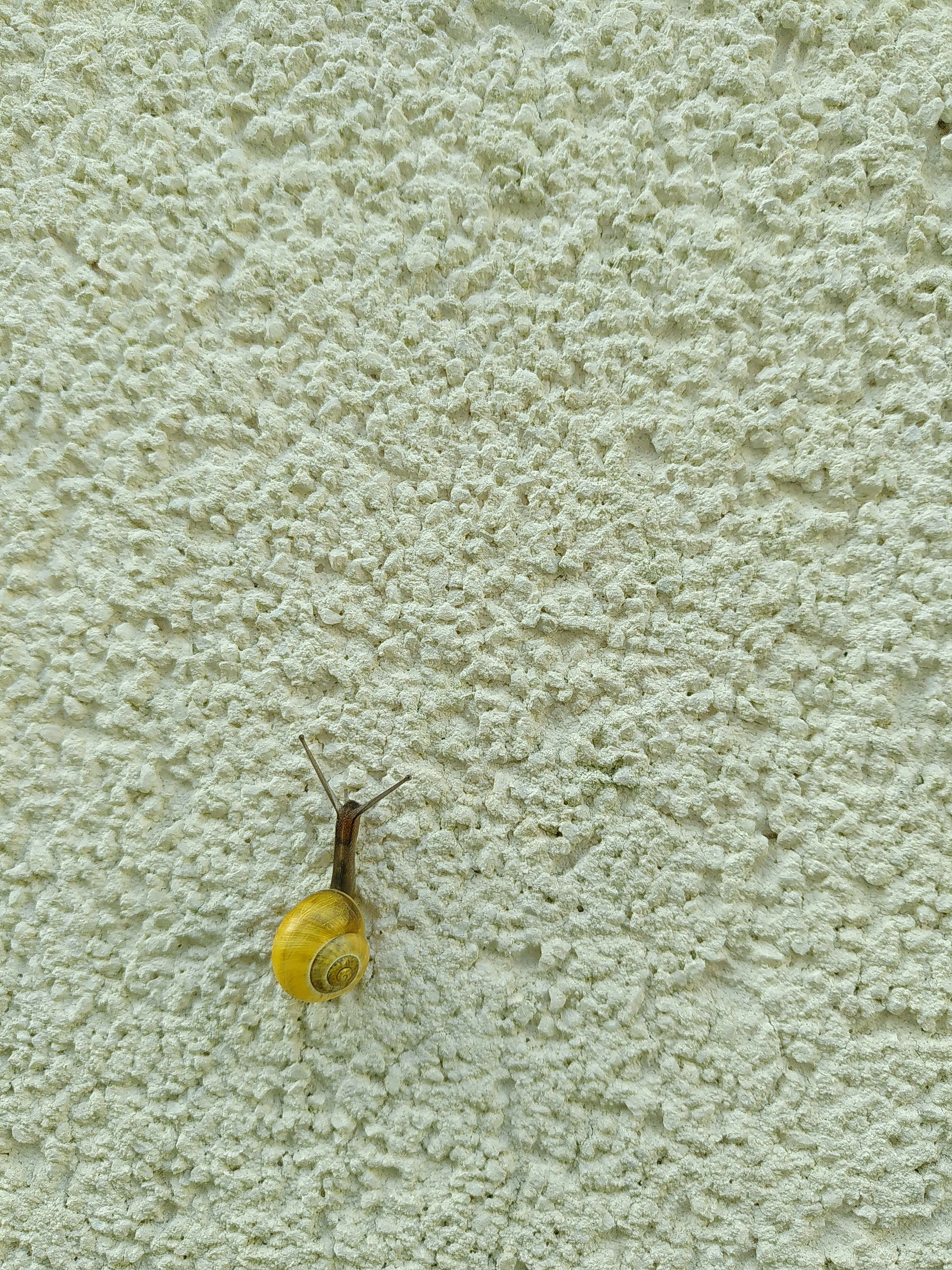 Close-up photograph of a small yellow snail clinging to a coarse white stucco wall, highlighting the gritty texture.