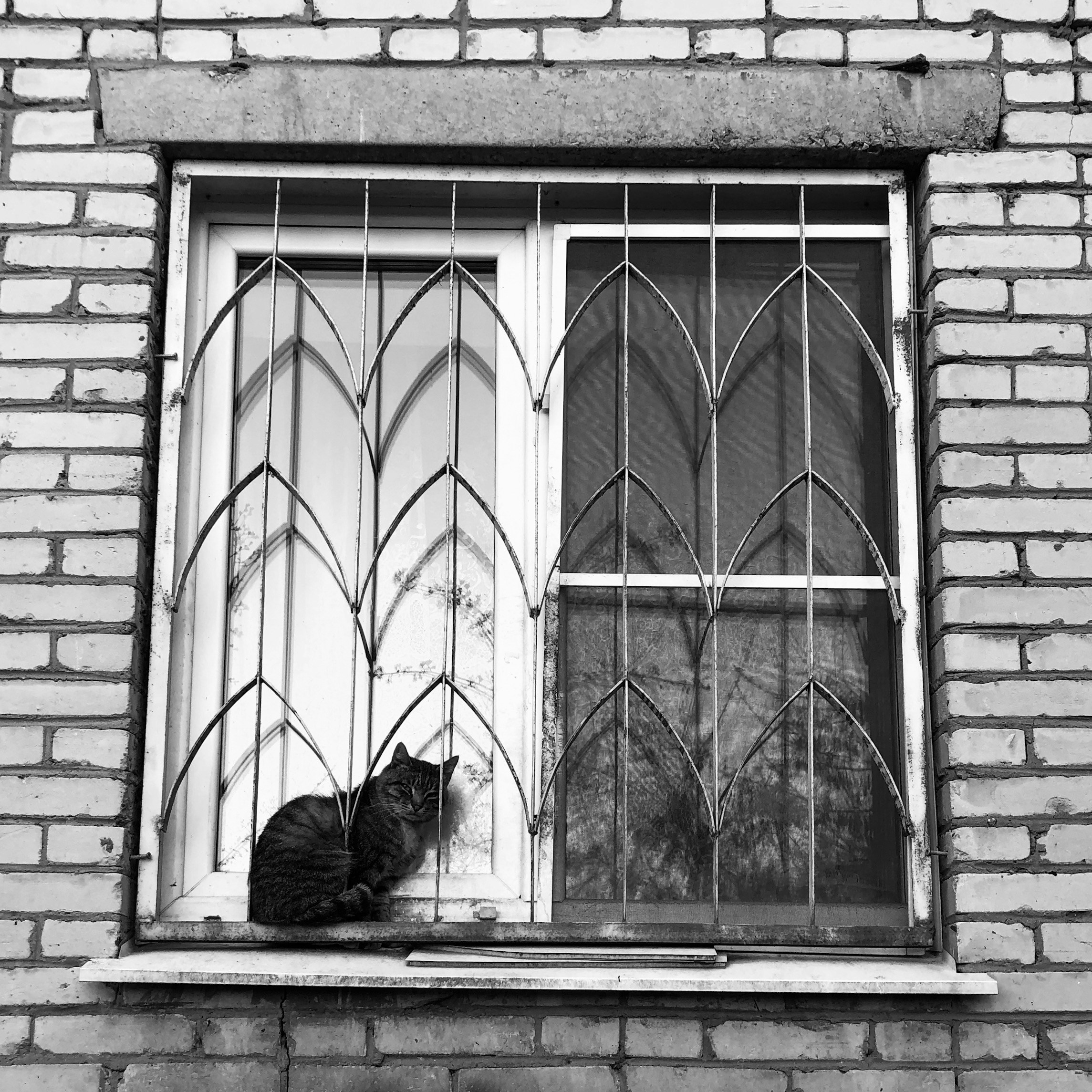 A tabby cat perched on a windowsill, gazing out through a decorative metal grille. The monochrome setting emphasizes the contrast between the cat and the brick wall.