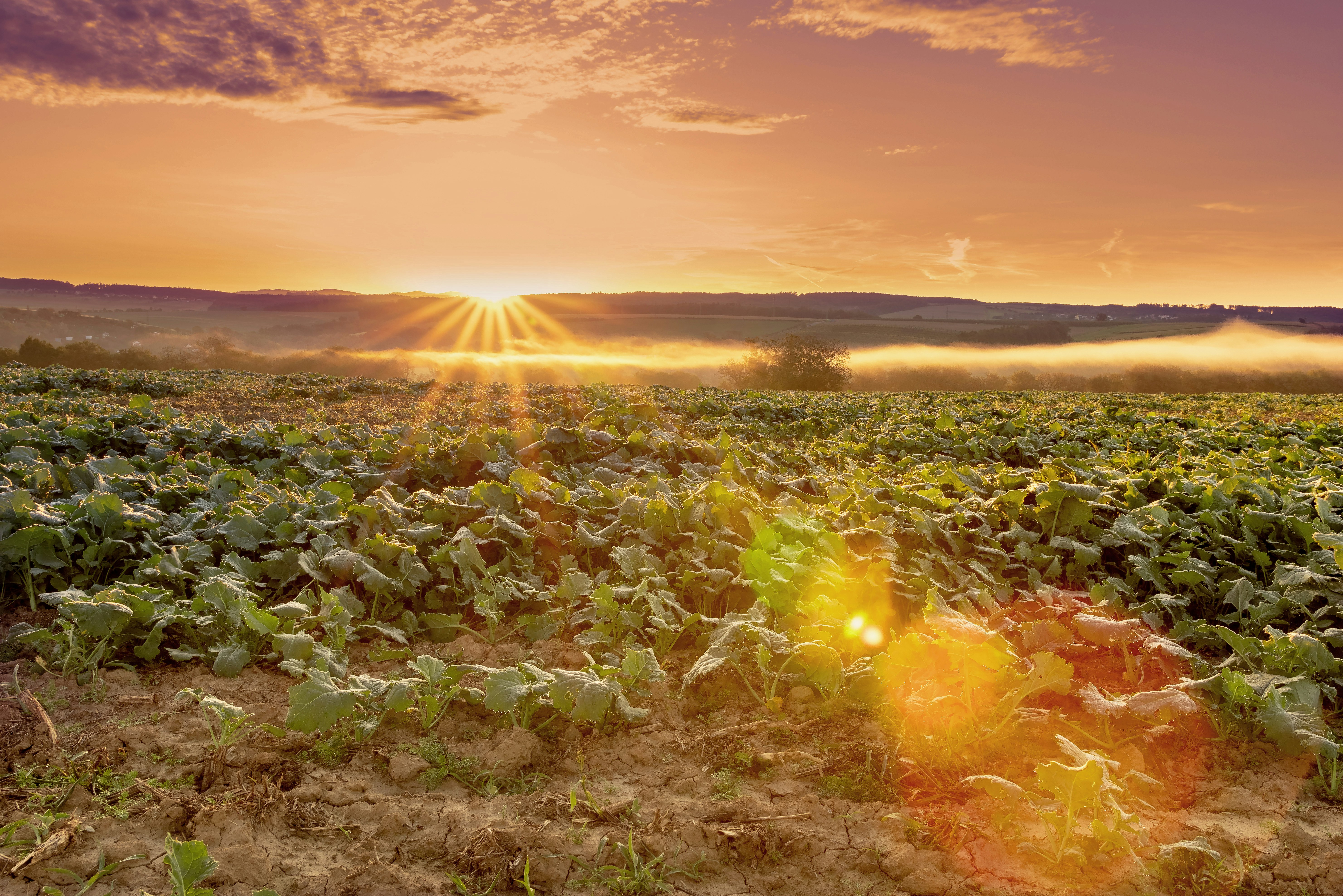 Dawn's Sunstar Across a Leafy Field
