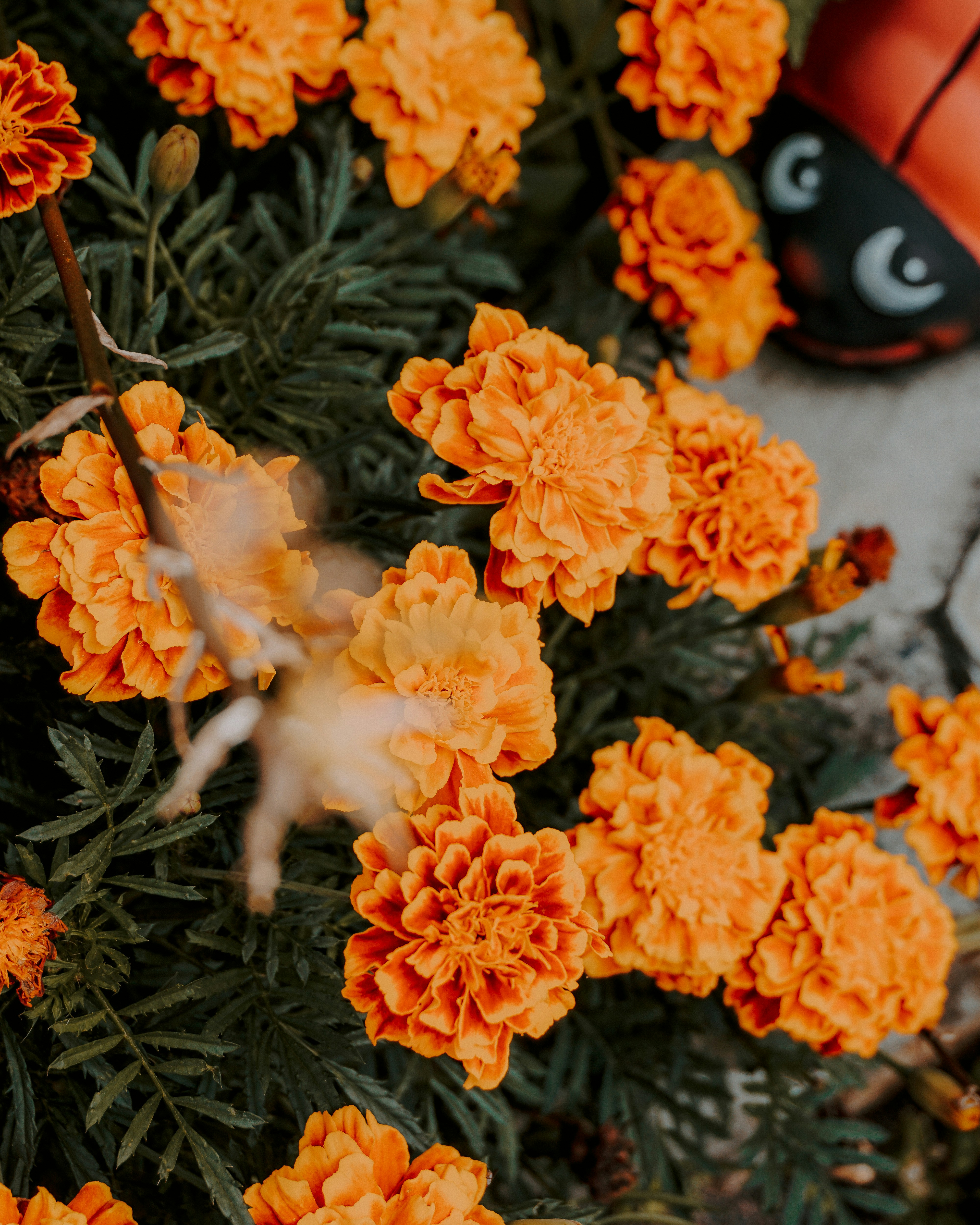 Orange Marigolds in Focused Bloom Against Subtle Tile Edge
