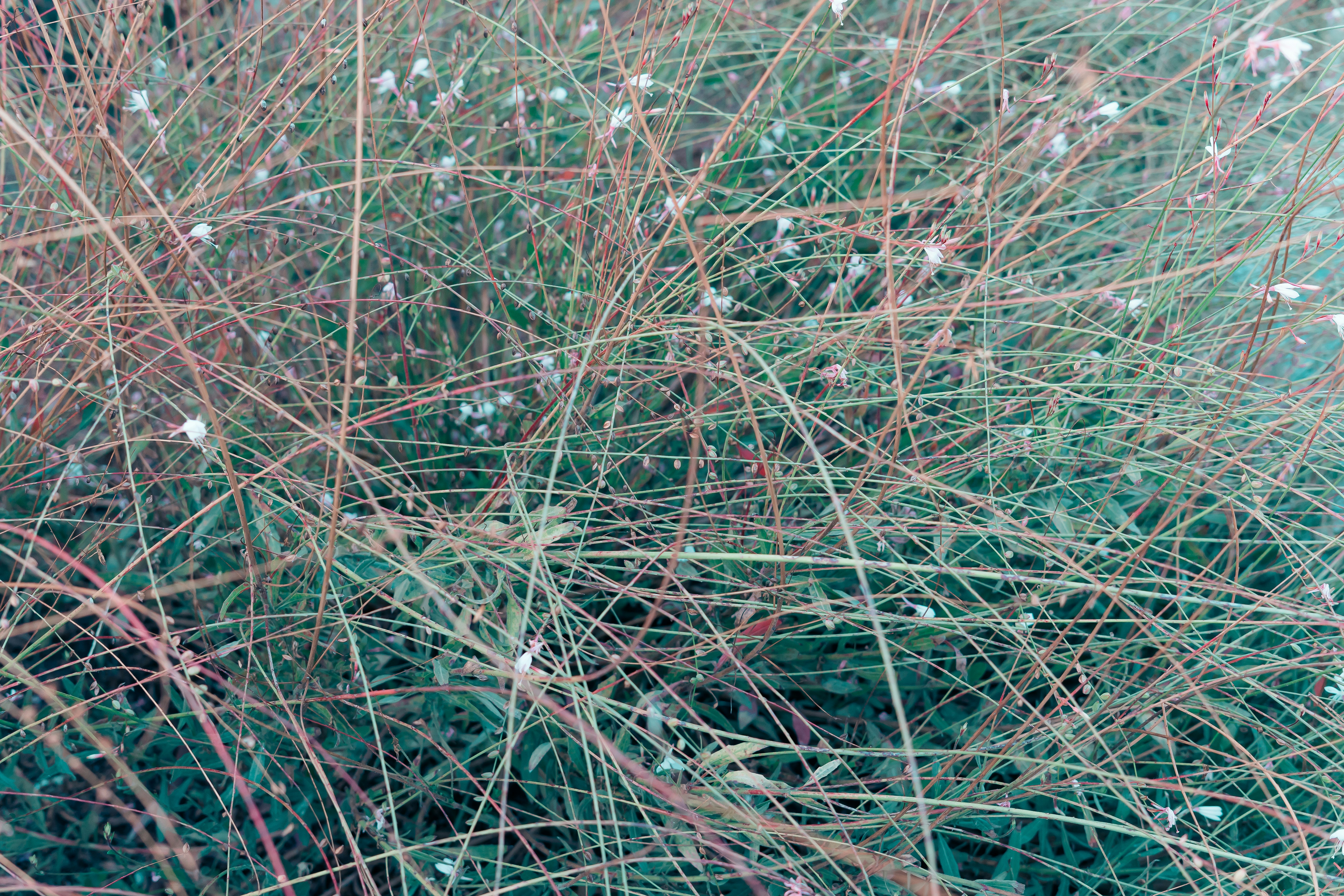 Intricate arrangement of grass and delicate white flowers intertwining in a lush green backdrop.