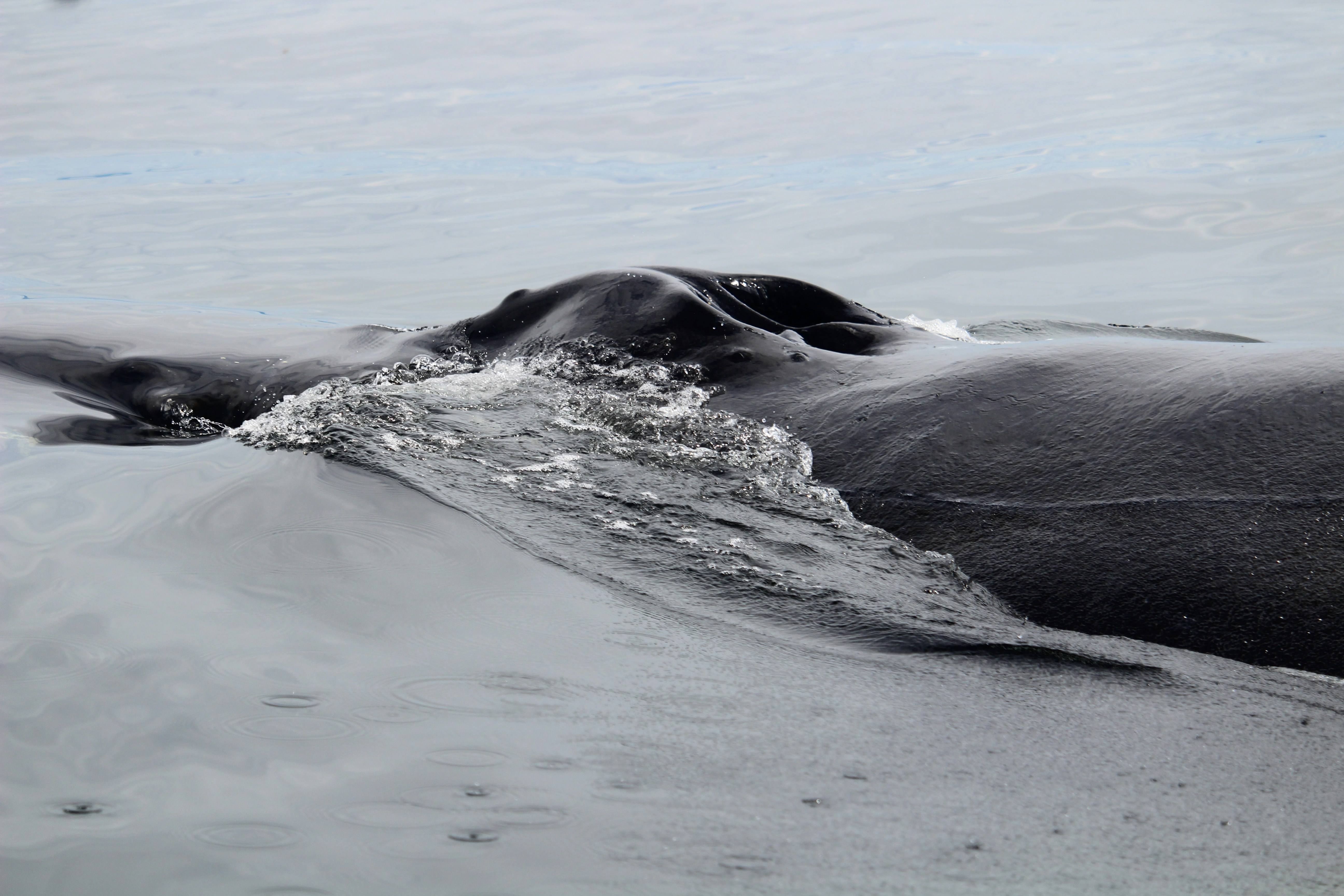 A majestic whale gliding through calm waters, showcasing its smooth, dark skin and the gentle ripple of waves around it.