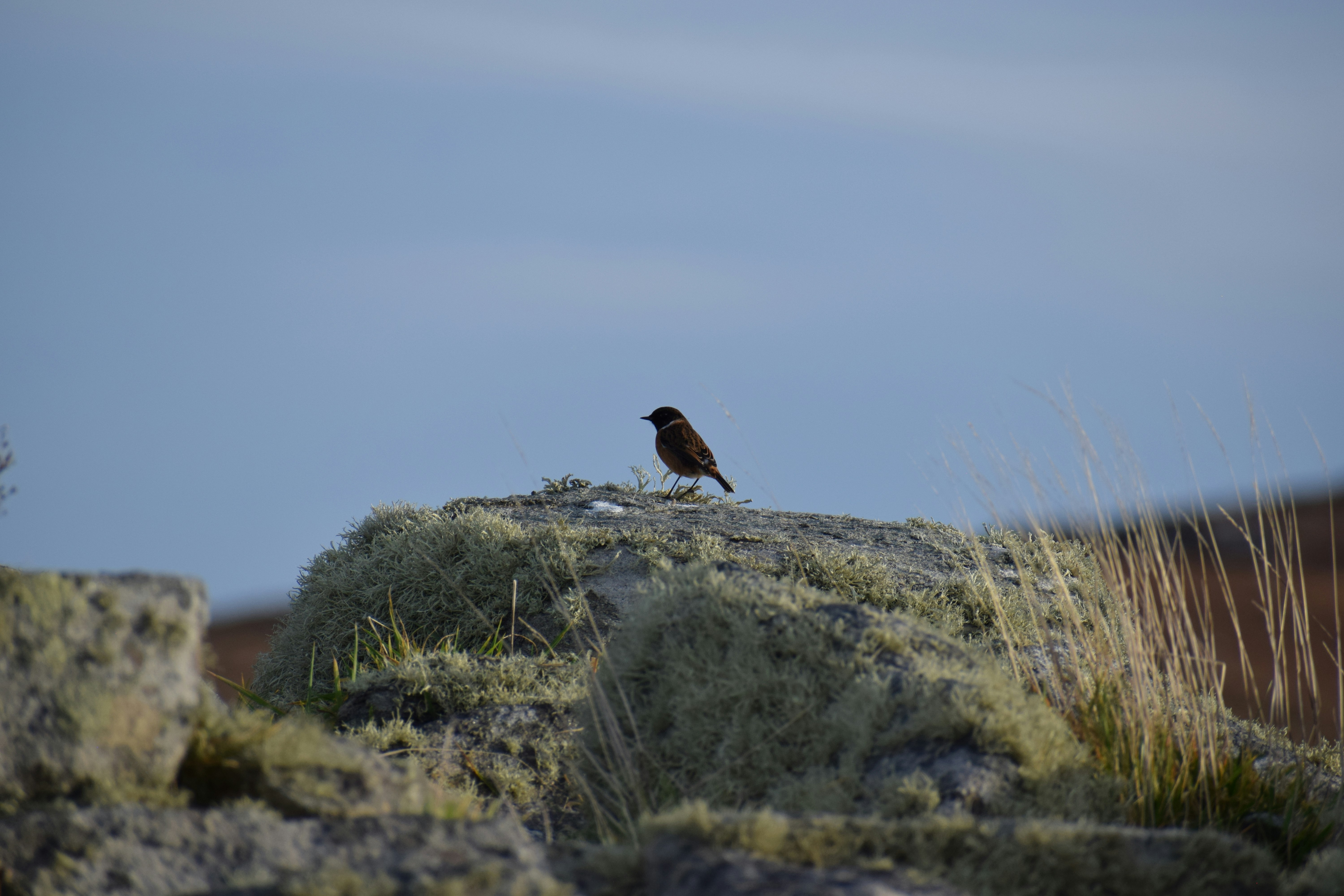 A Common Stonechat sitting on a stone covered in lichen on the Island of North Uist, Scotland.
