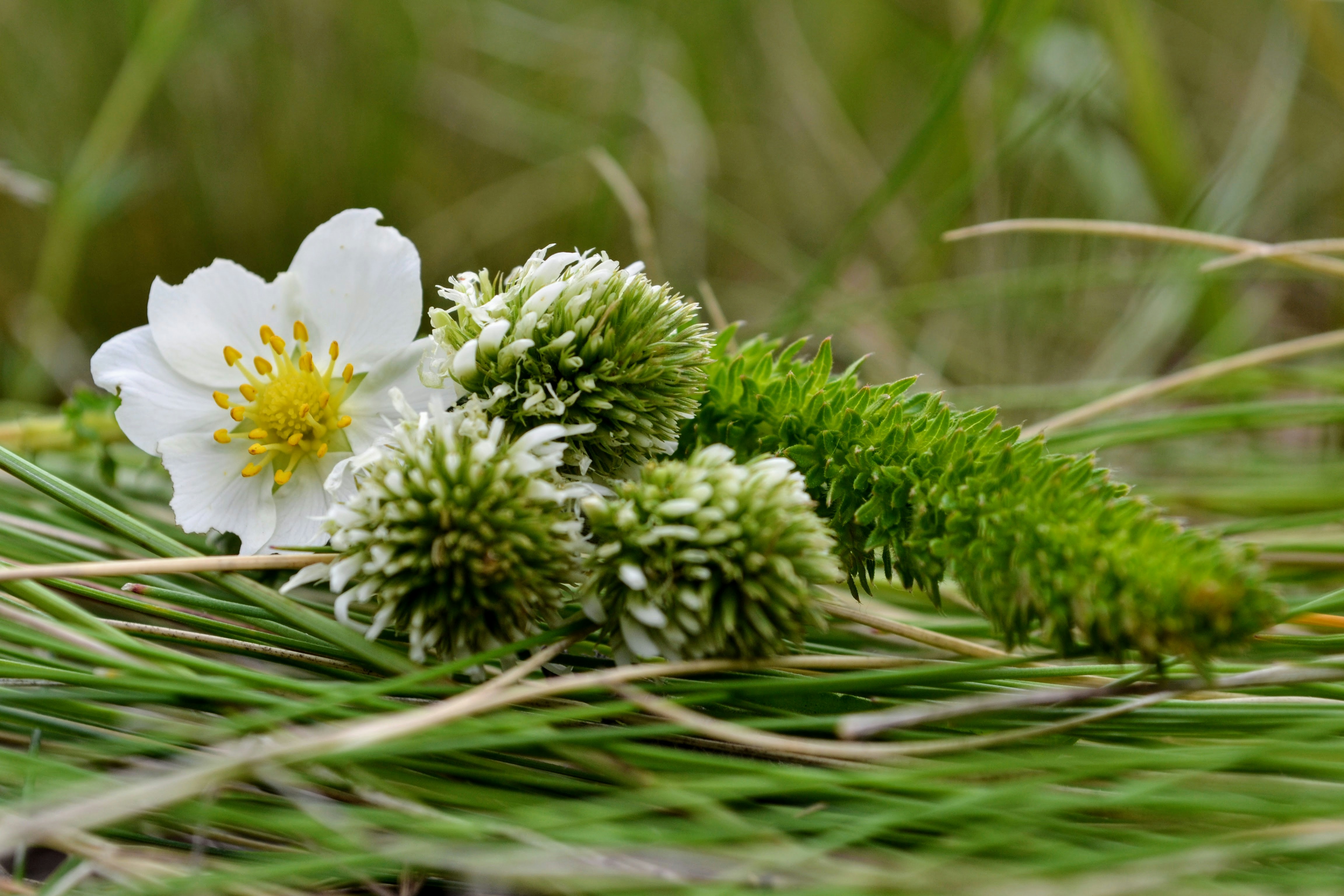 Bouquet of wildflowers on the grass