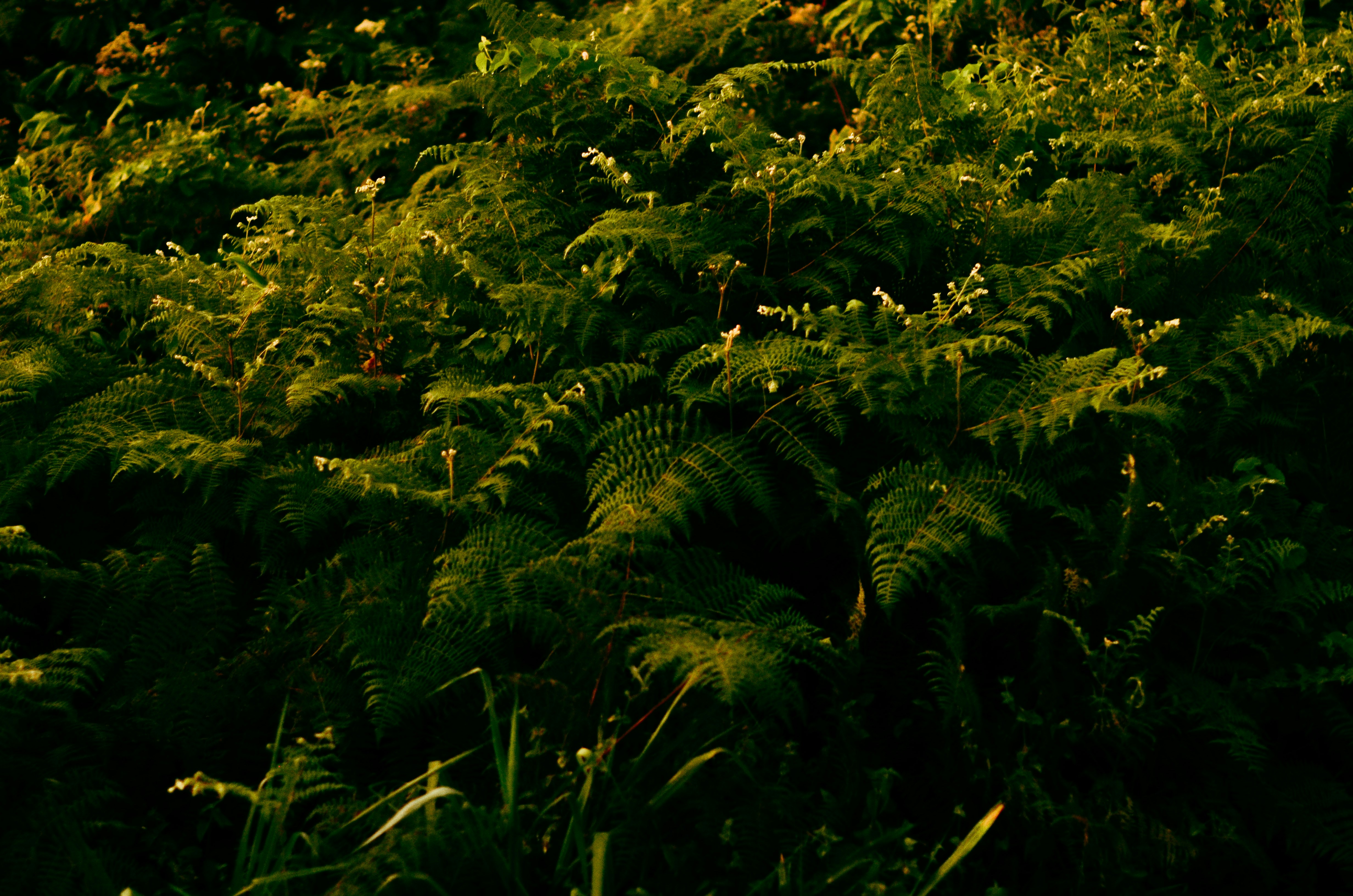 Lush ferns interspersed with delicate white flowers create a vibrant forest floor scene, illuminated by soft, warm light.