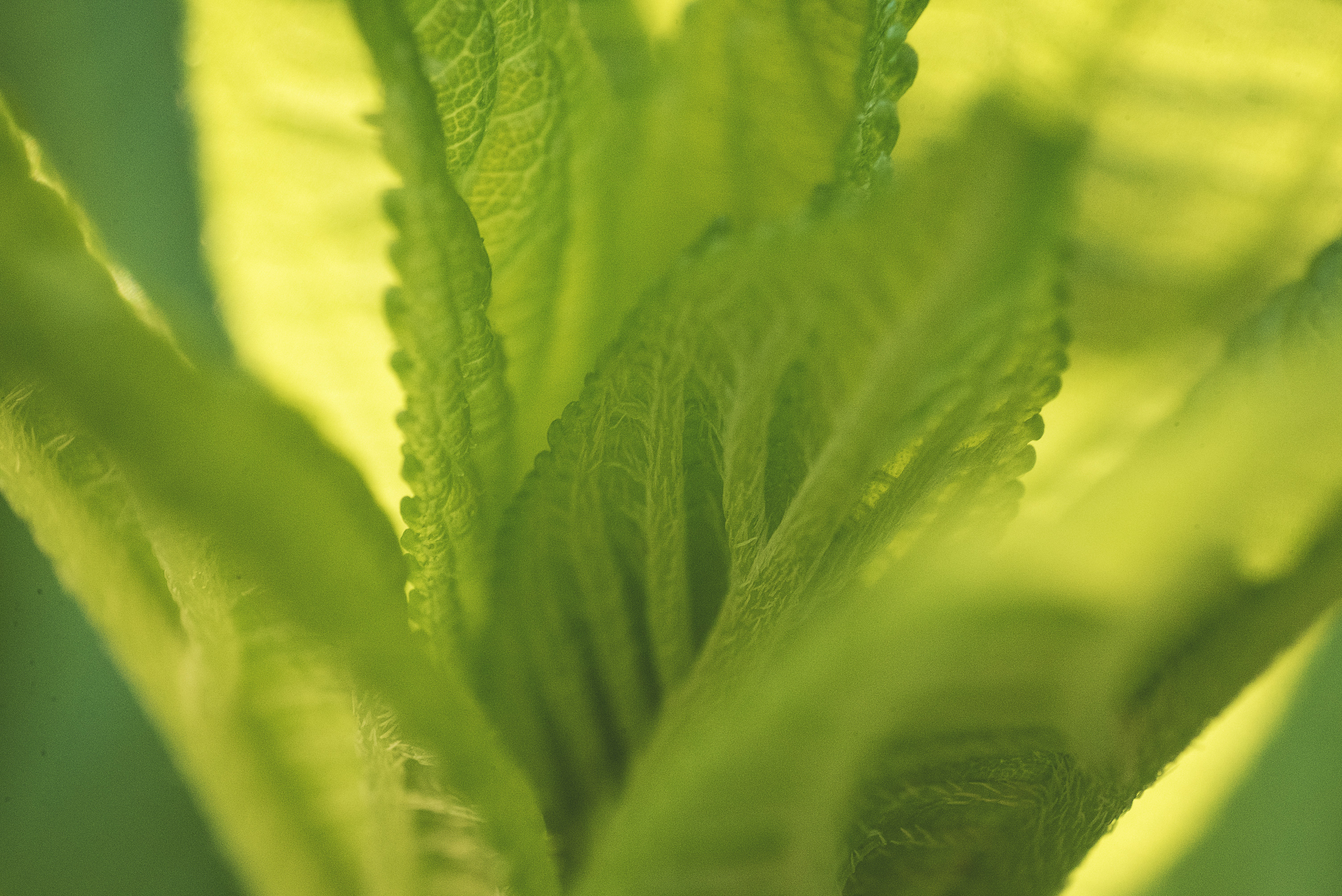 Emerald Veins: An Intimate Macro of Fresh Green Foliage
