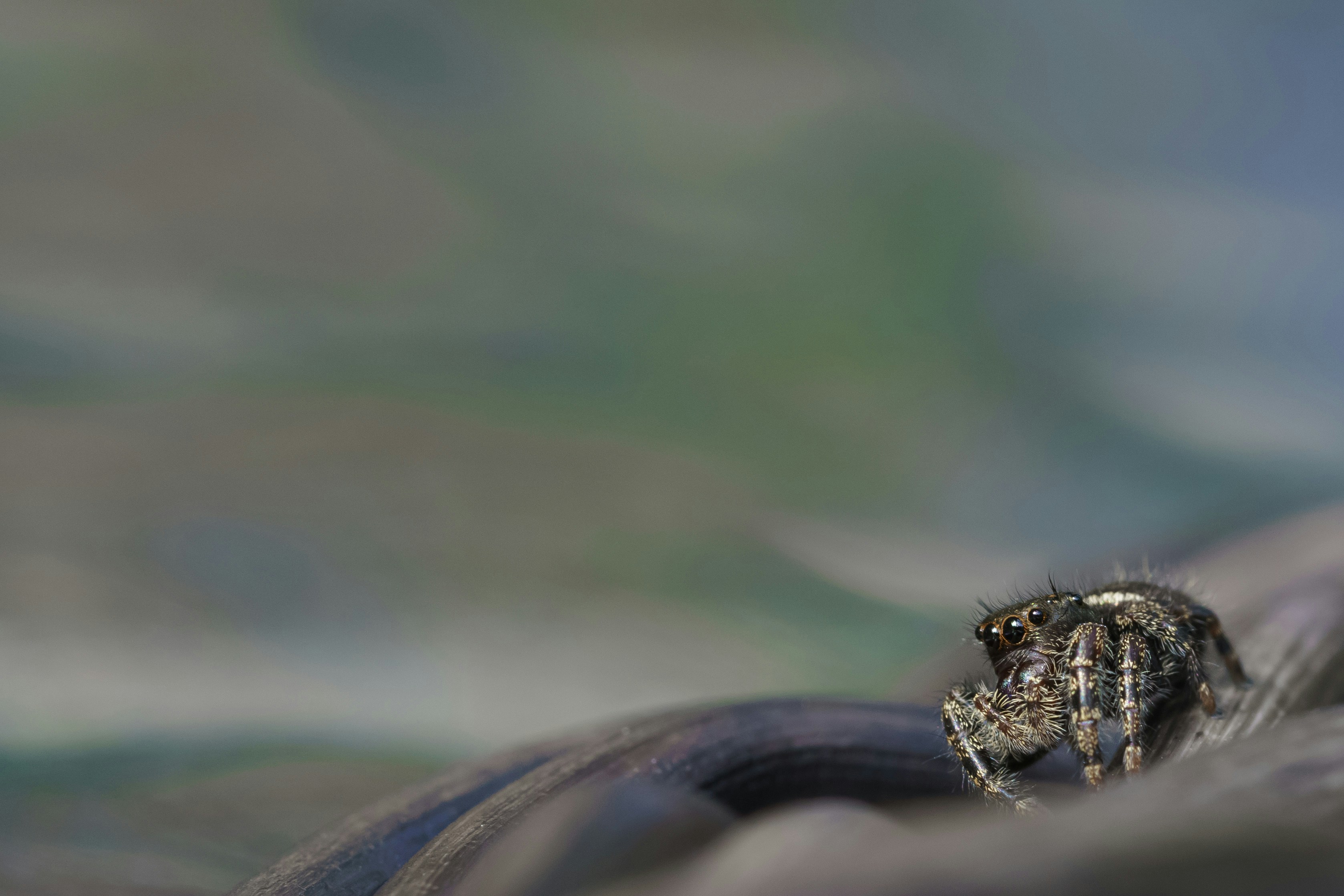 Close-up of a spider perched on a textured surface, surrounded by a soft, blurred background. The intricate details of its body are highlighted against the gentle colors behind it.