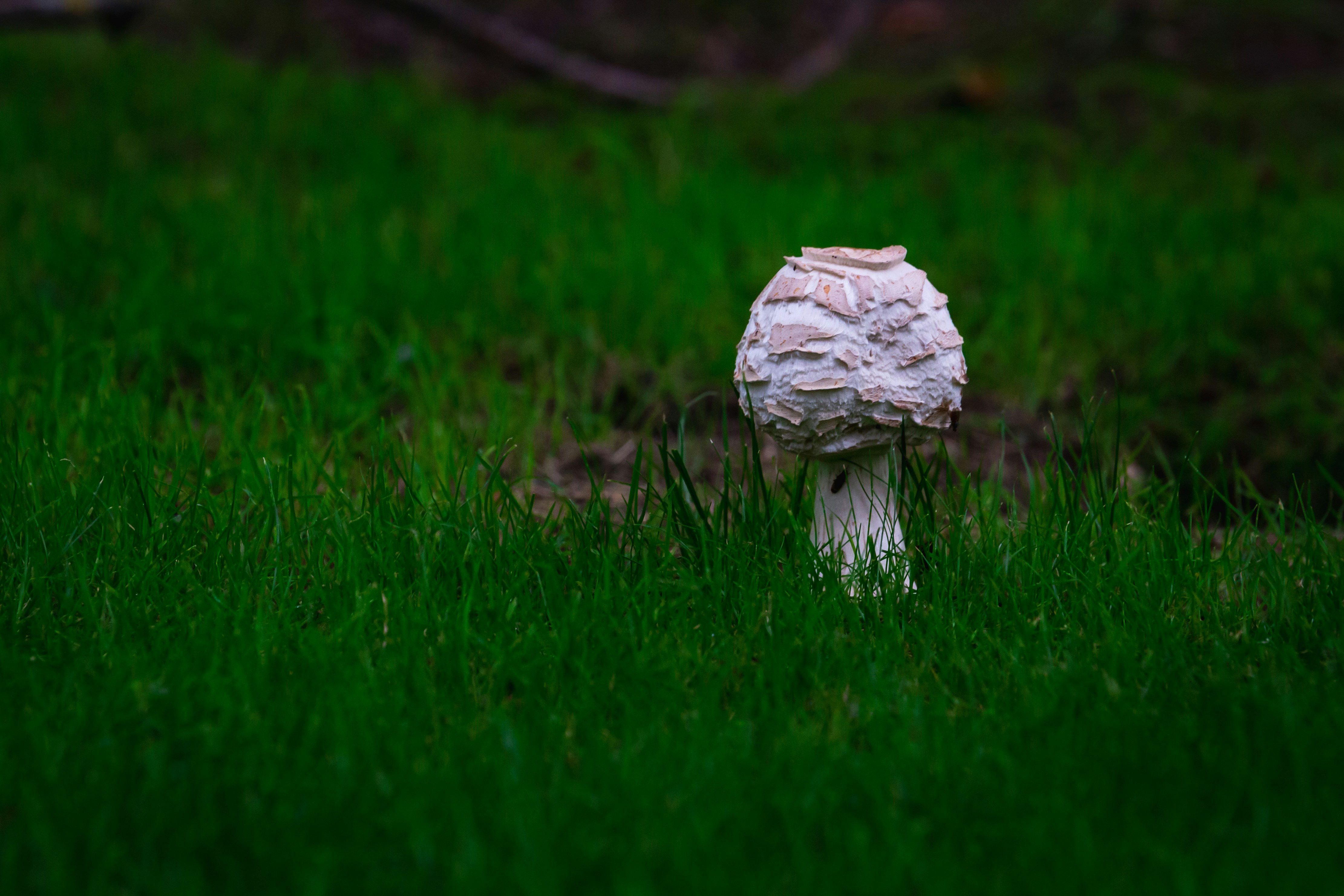 Solitary Shaggy Cap Rising from a Velvet Lawn