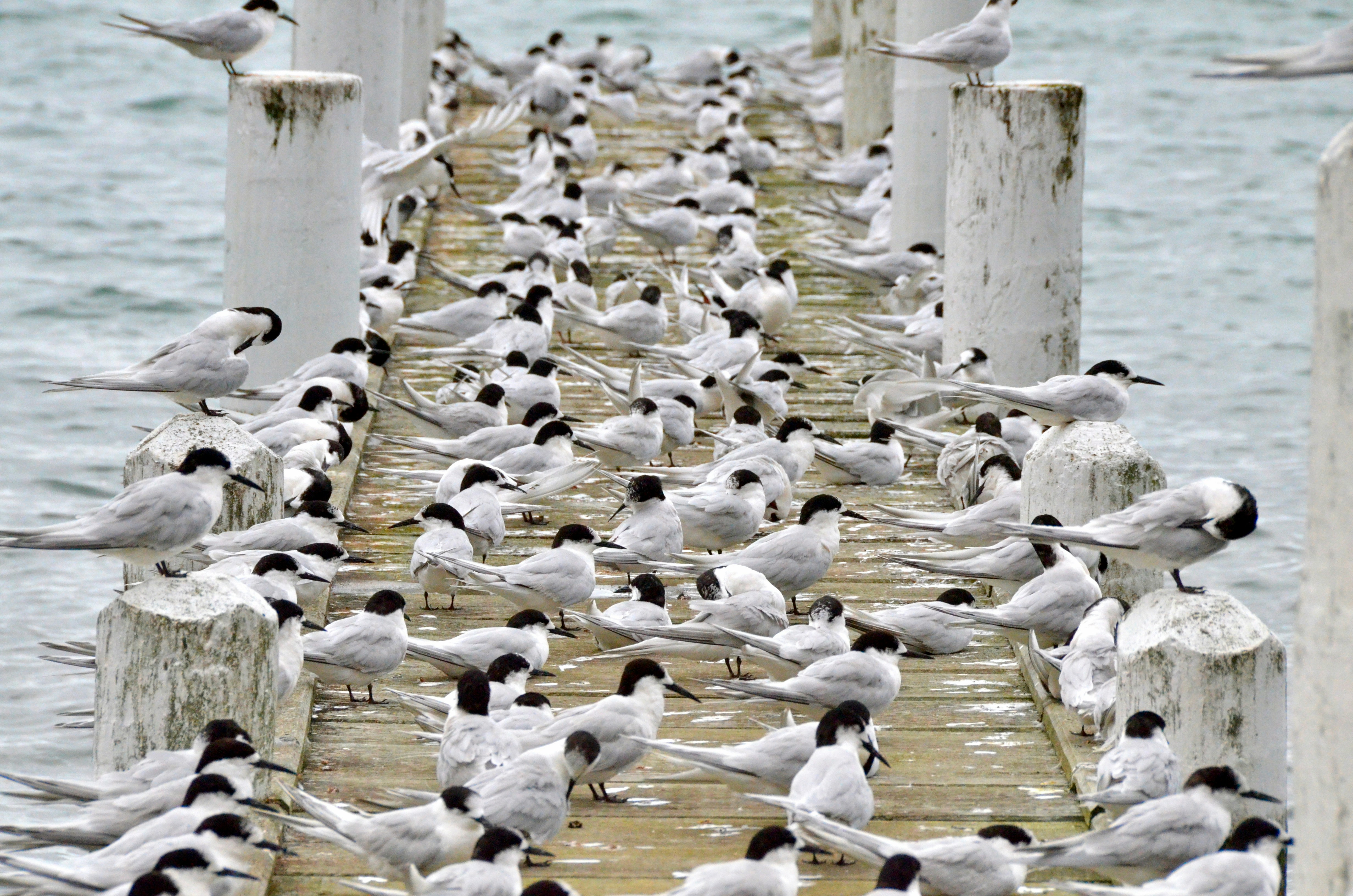 Harmony in Flight: A Gathering of Terns