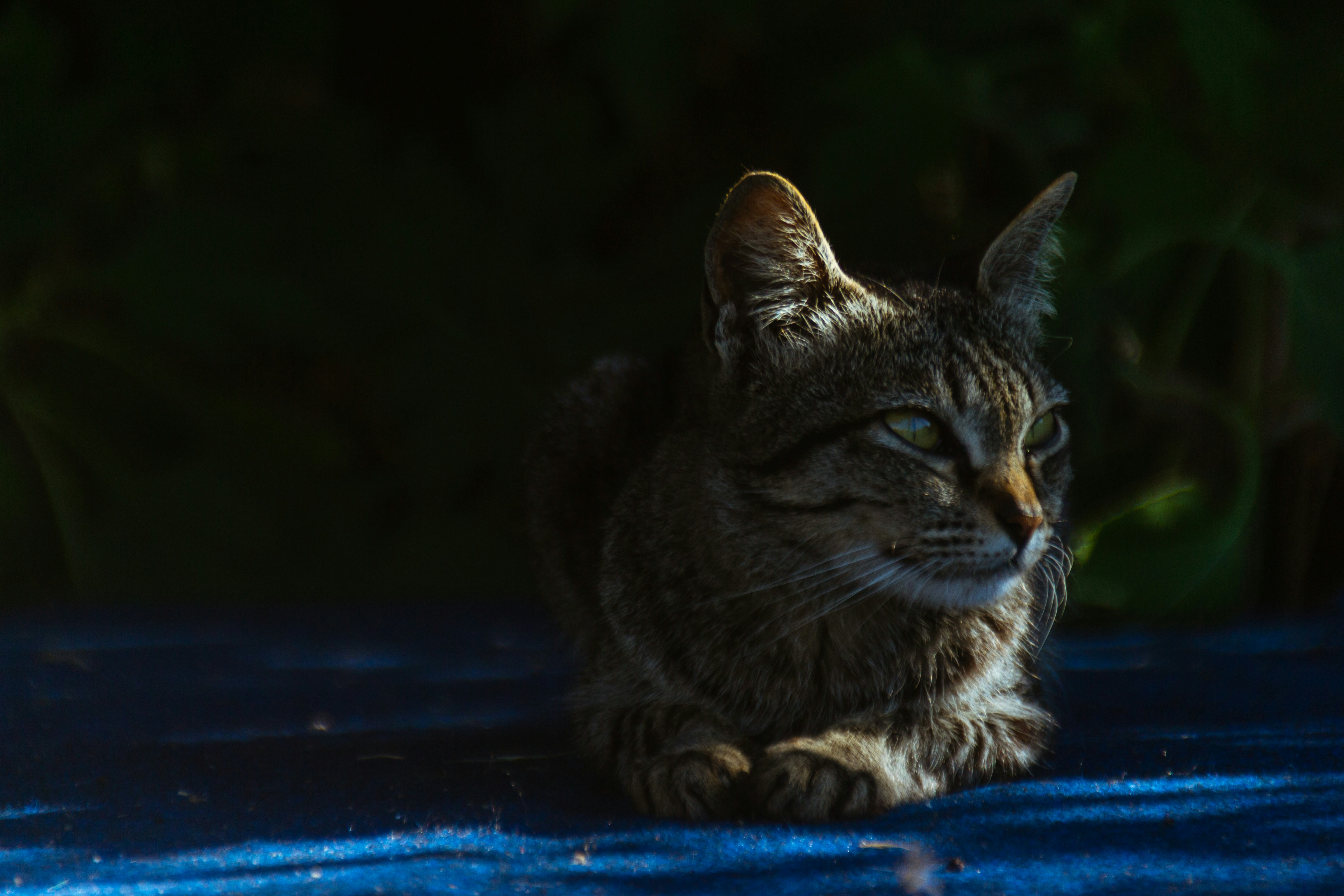Midday Shadow: A Tabby in Quiet Focus
