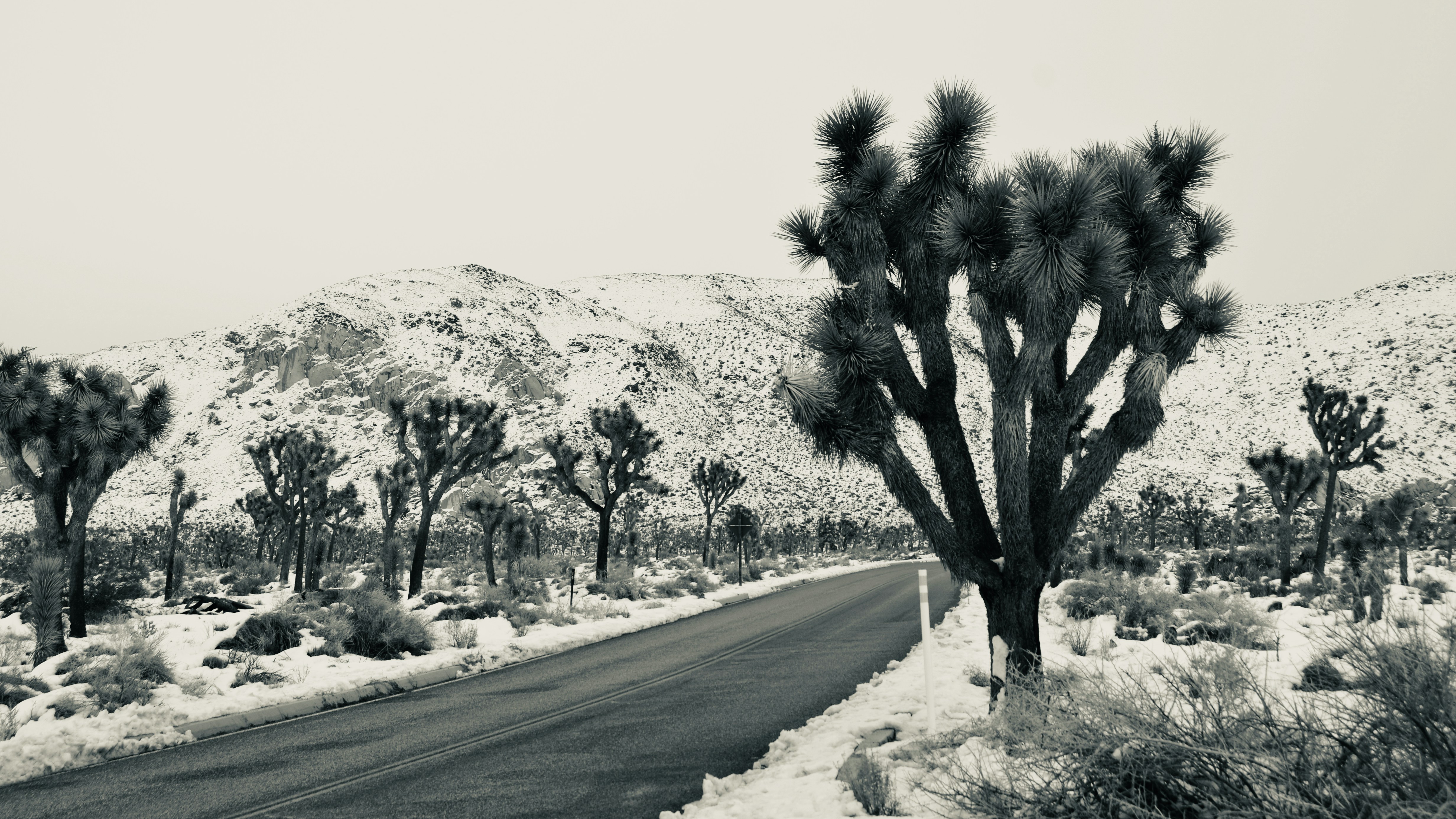 grayscale photo of trees near road