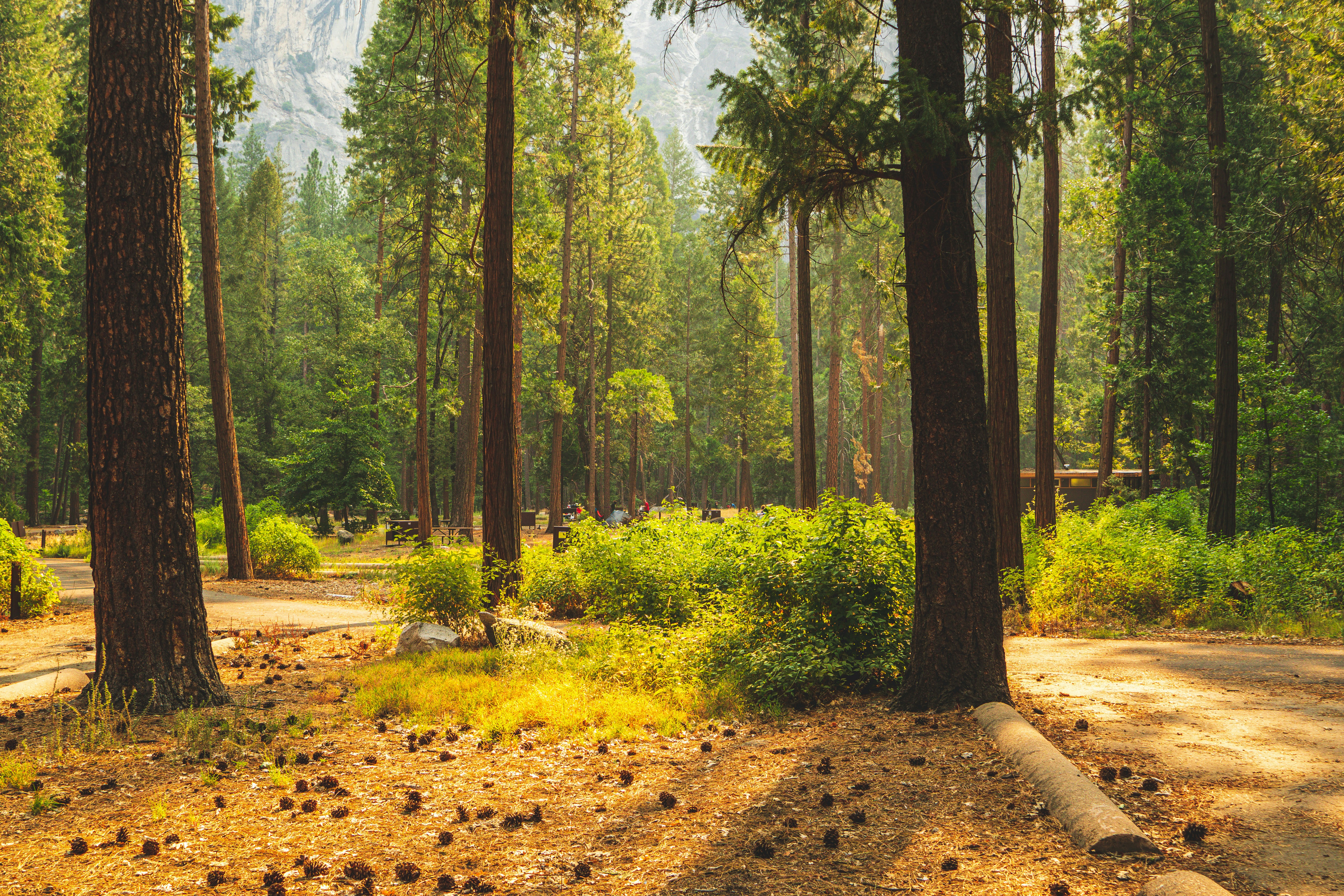 Sunlight filters through towering trees along a winding forest trail, with scattered pine cones on the ground creating a natural carpet.
