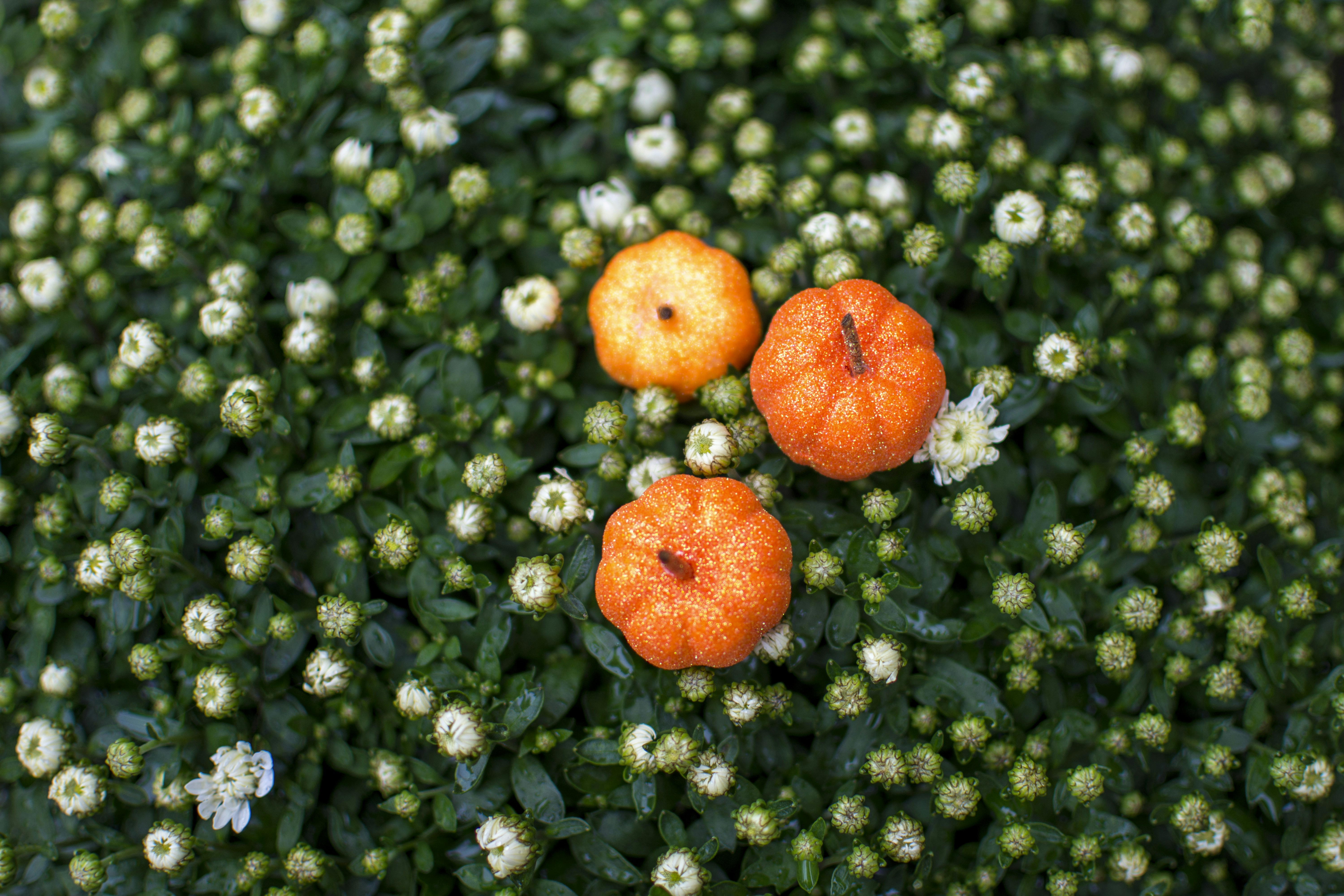orange fruit on green plantDonna G