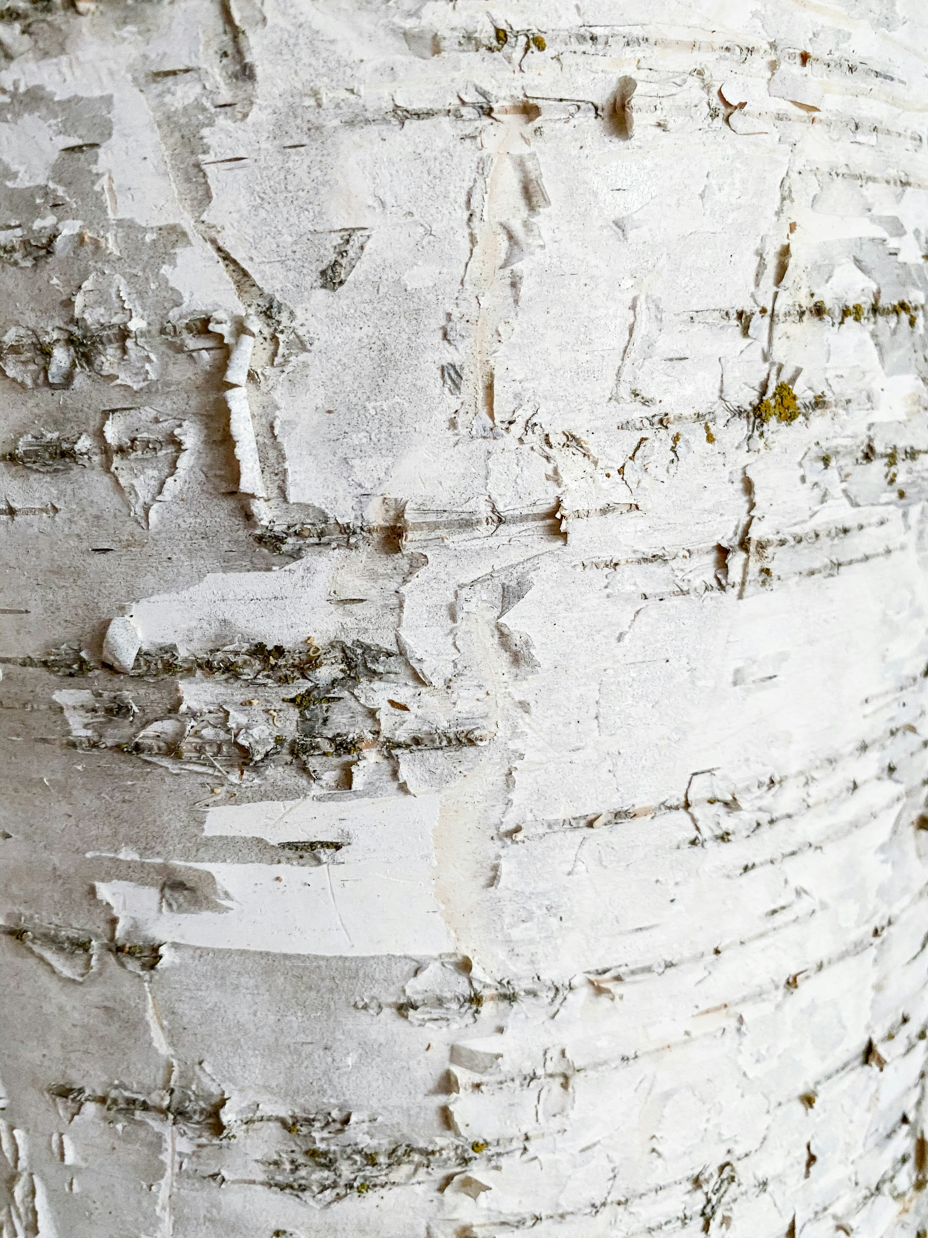 500+ Birch Tree Pictures [HD] | Download Free Images on Unsplash