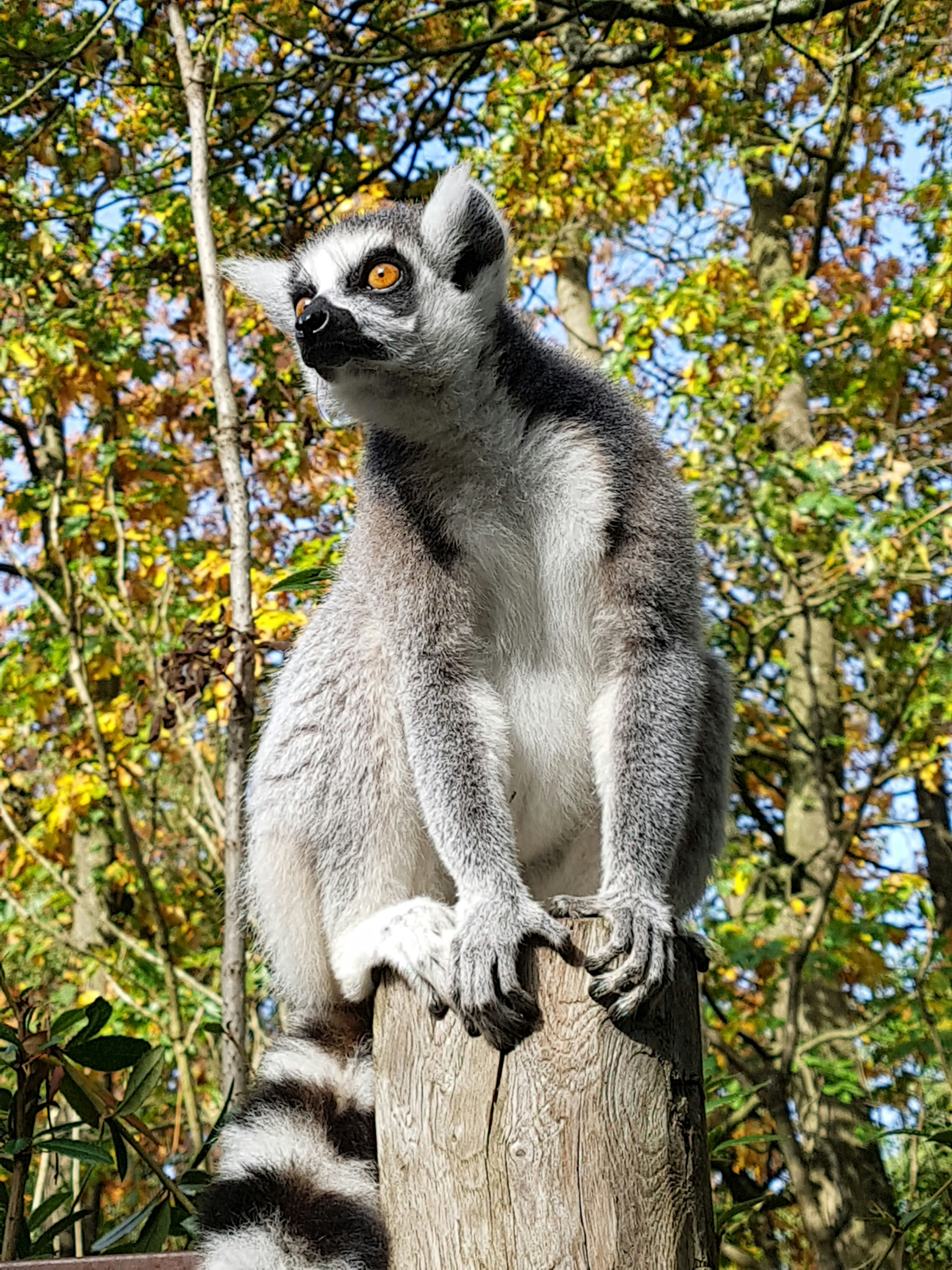 A ring-tailed lemur perched on a wooden post, surveying its vibrant surroundings filled with autumn foliage.