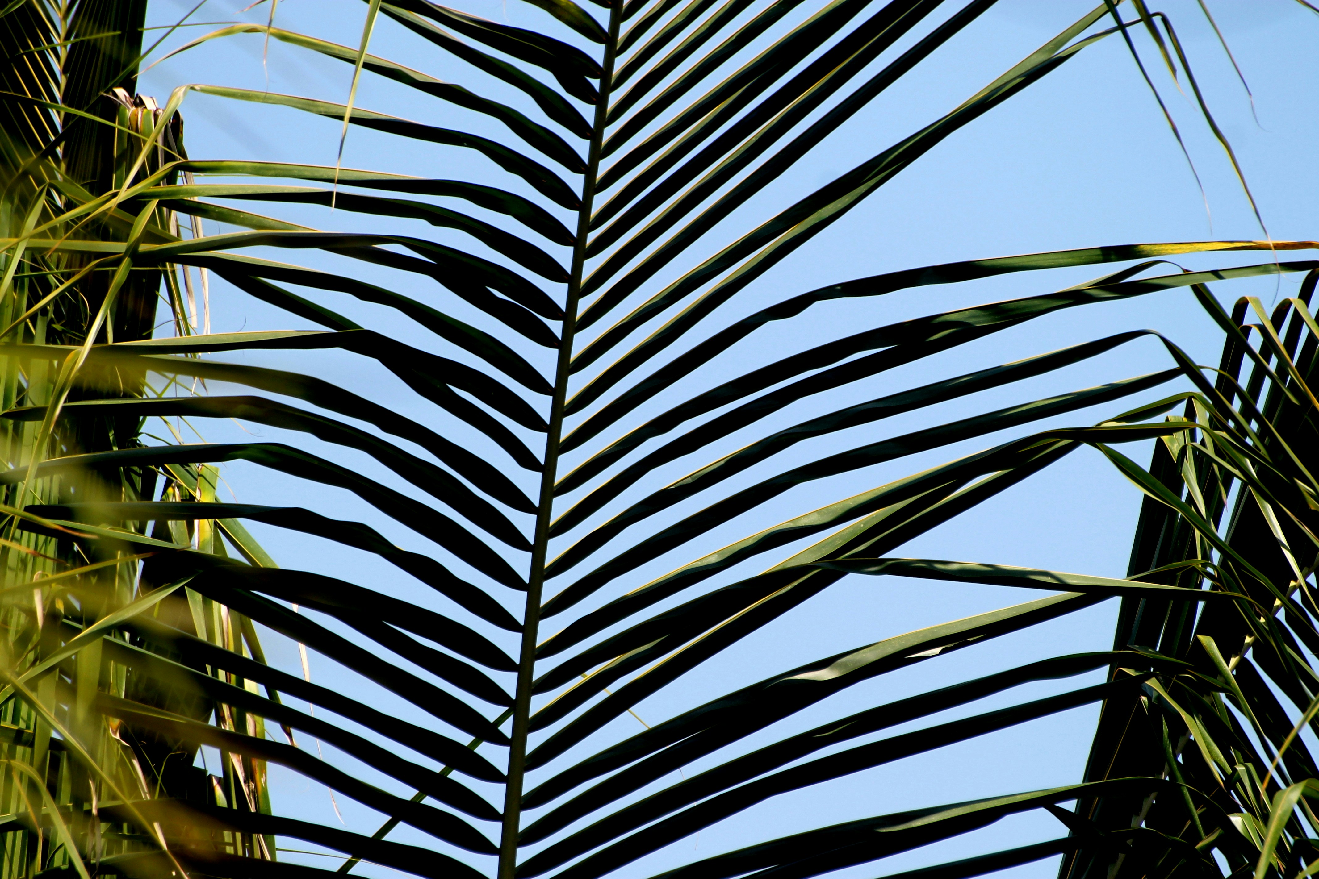 Intricate patterns of a palm leaf against a clear blue sky, highlighting the interplay of light and shadow.