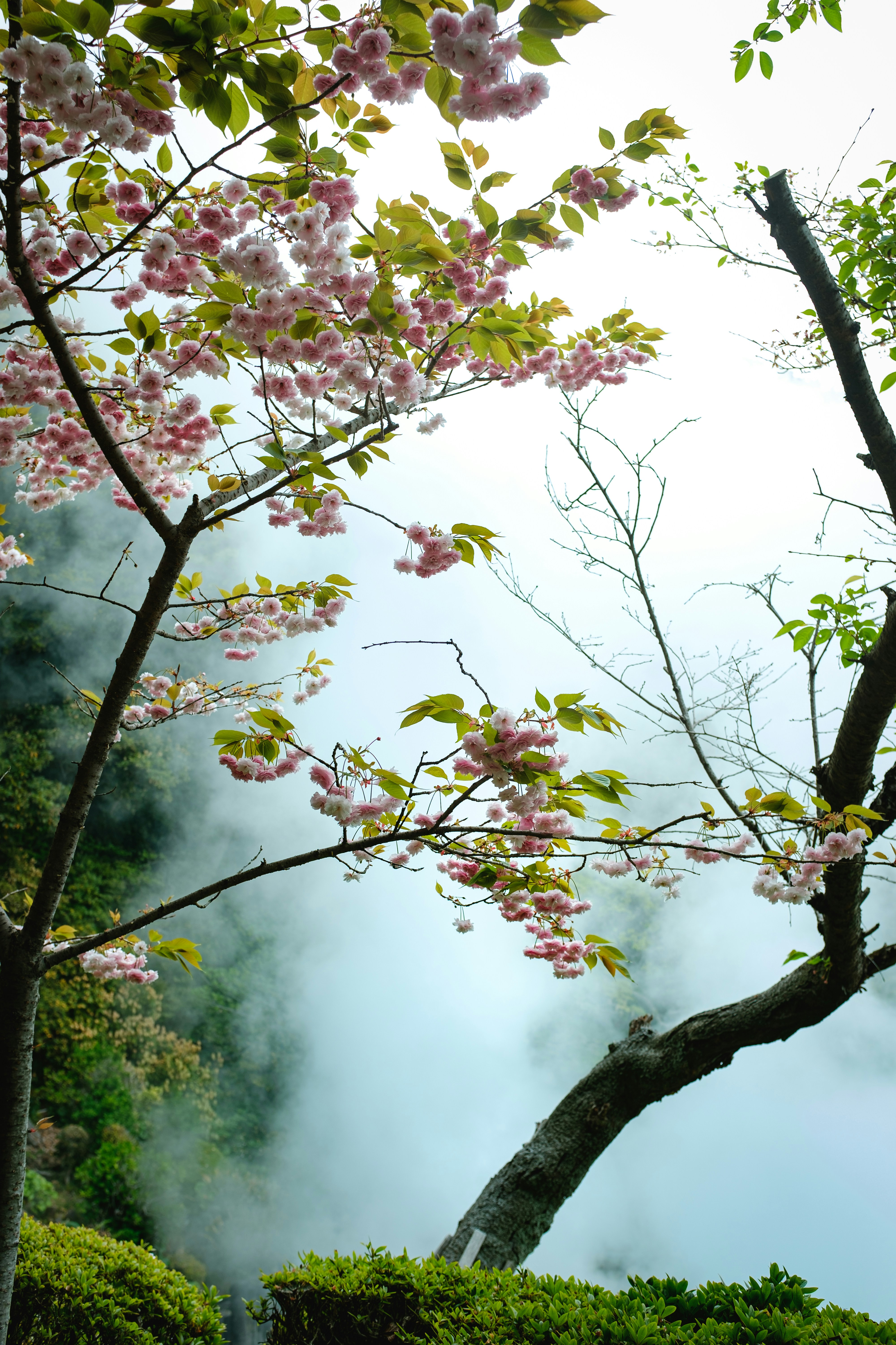 Whispers of Spring Amidst the Mist