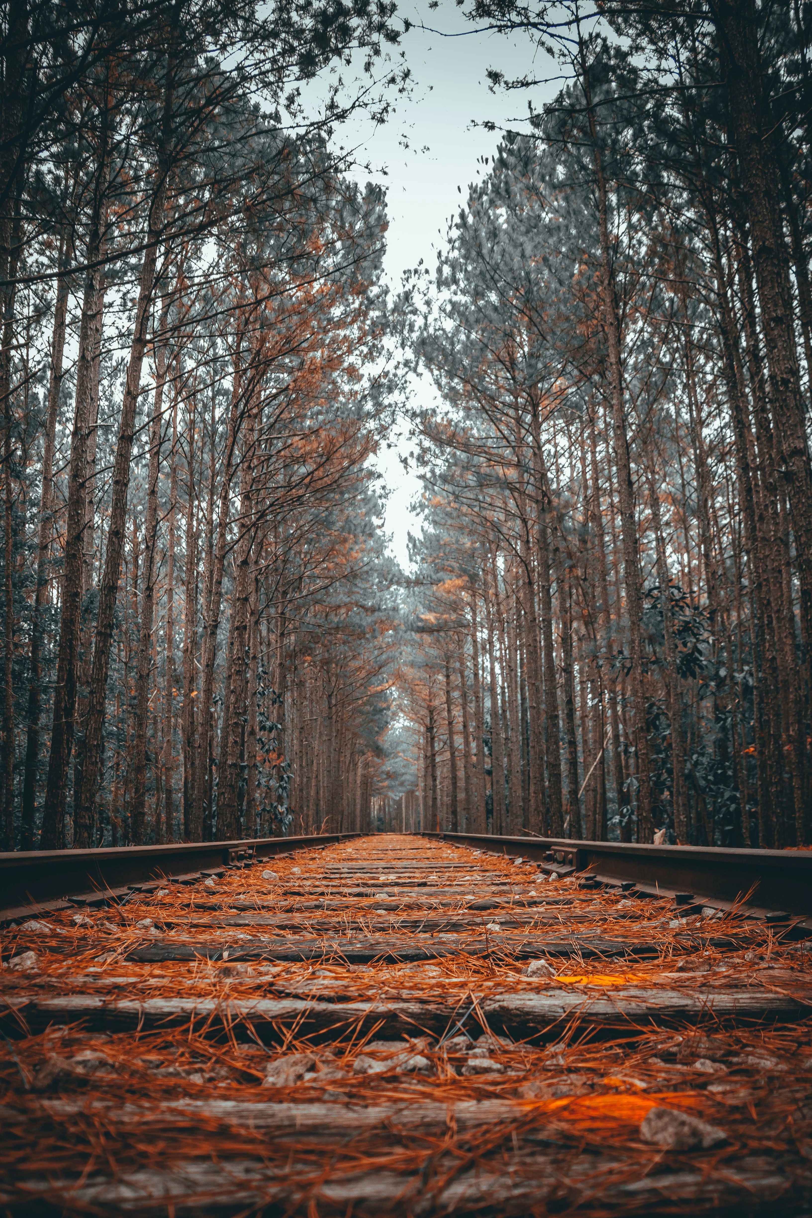 Whispers of the Forgotten Tracks