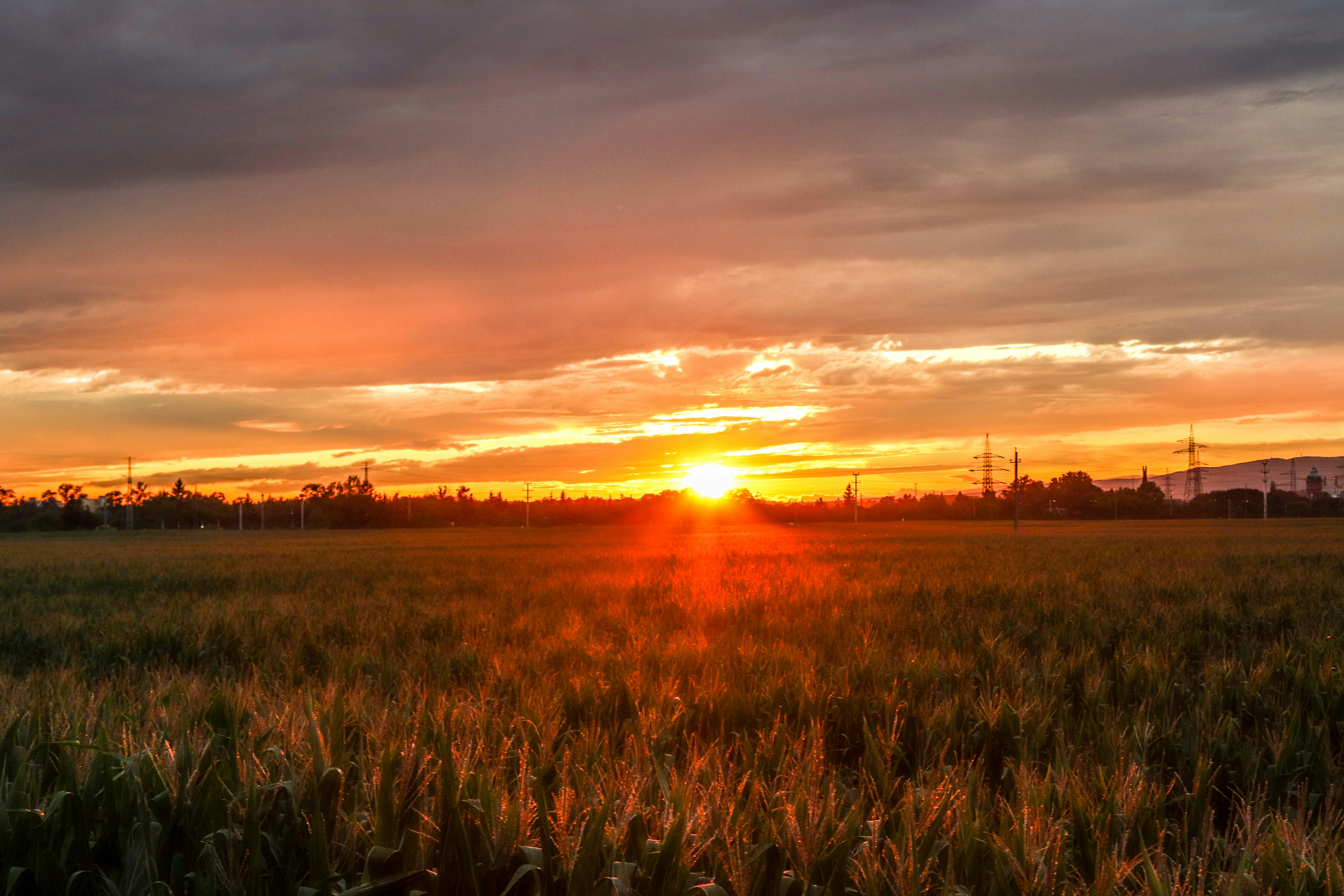 Green Grass Field Sunset