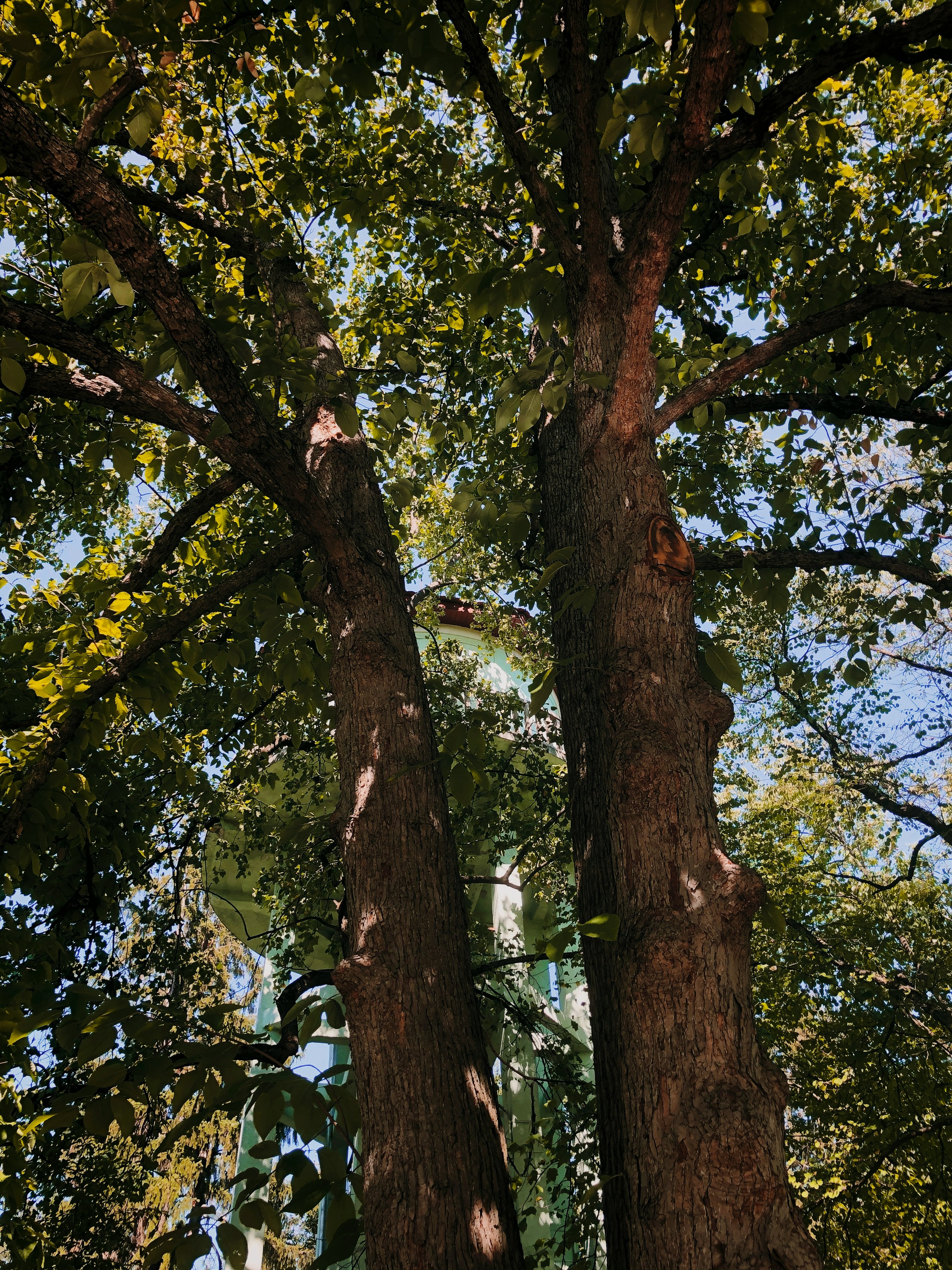 Two majestic tree trunks rise towards the sky, framed by vibrant green leaves and dappled sunlight filtering through the canopy.