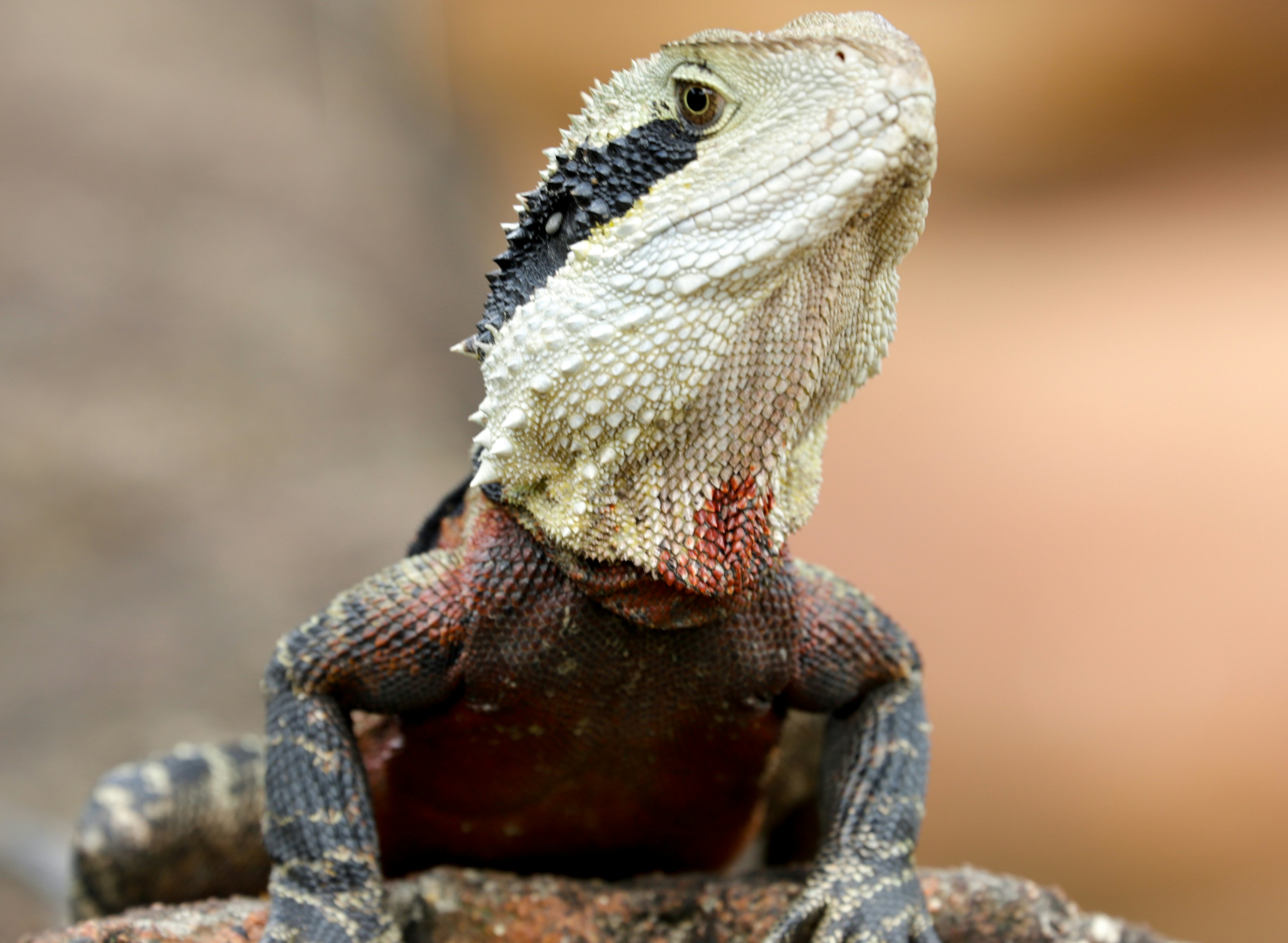 brown and gray bearded dragon