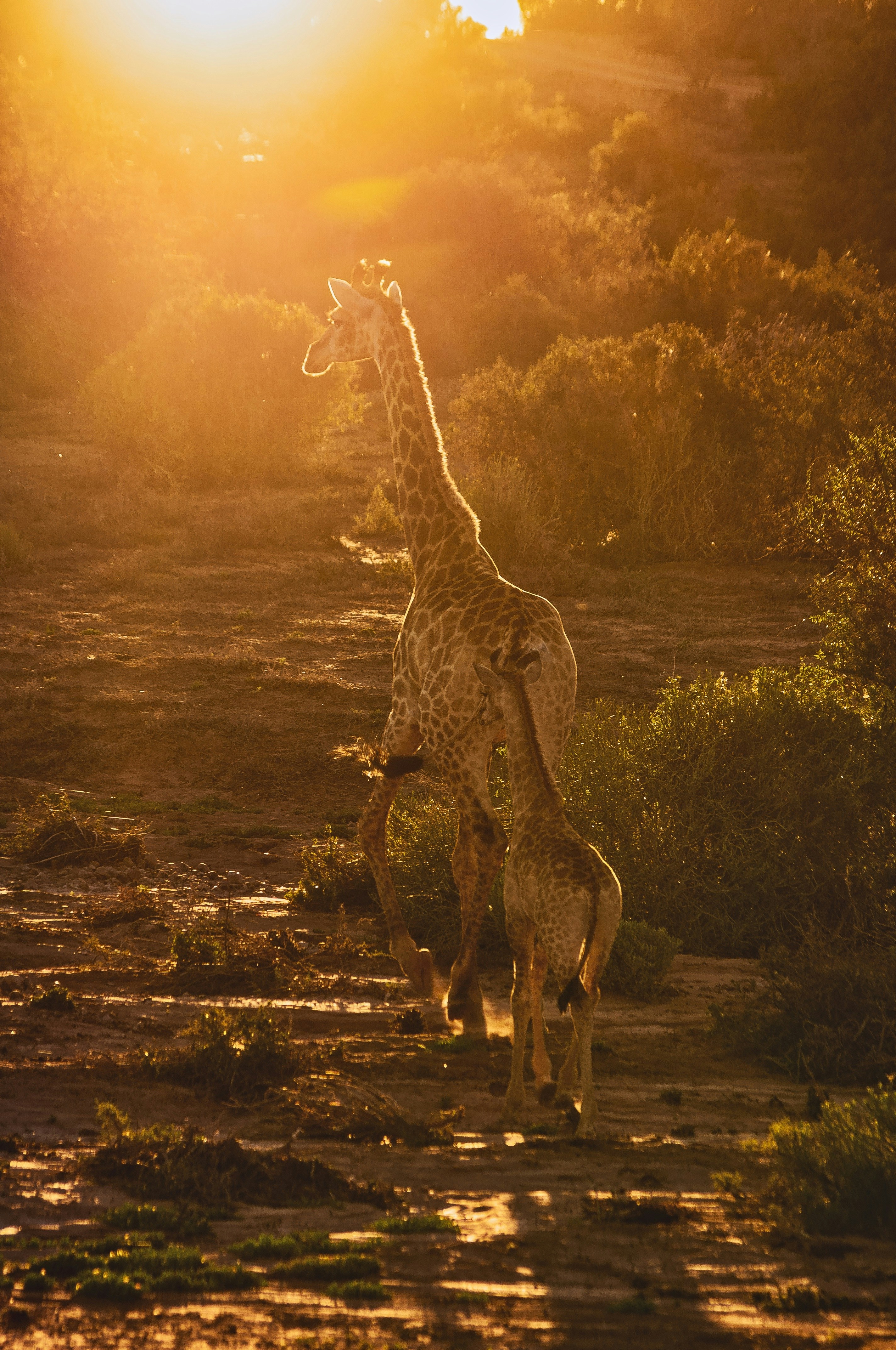 A mother giraffe and her calf gracefully walking through a sunlit landscape, surrounded by lush greenery as the sun sets in the background.