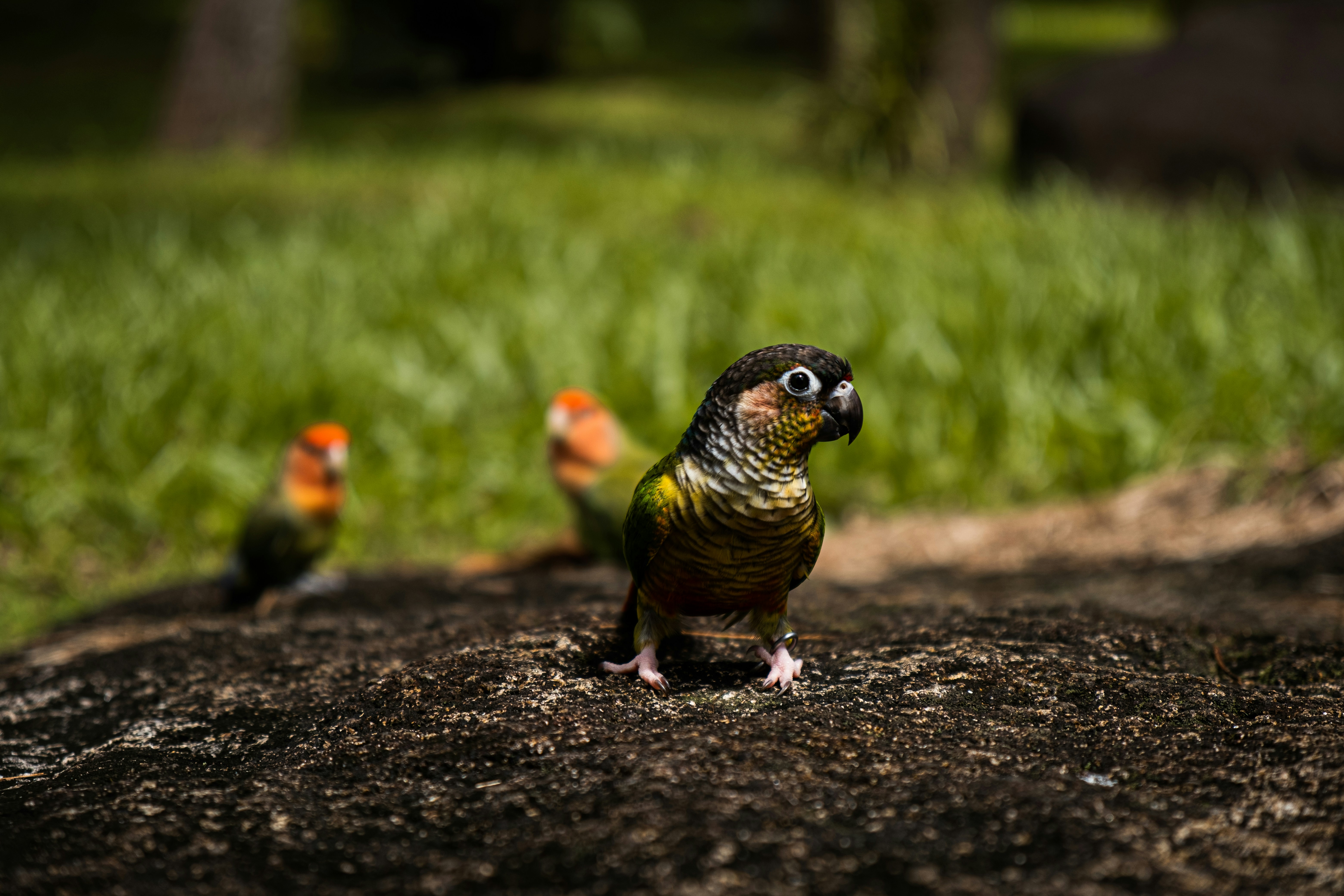 A bird