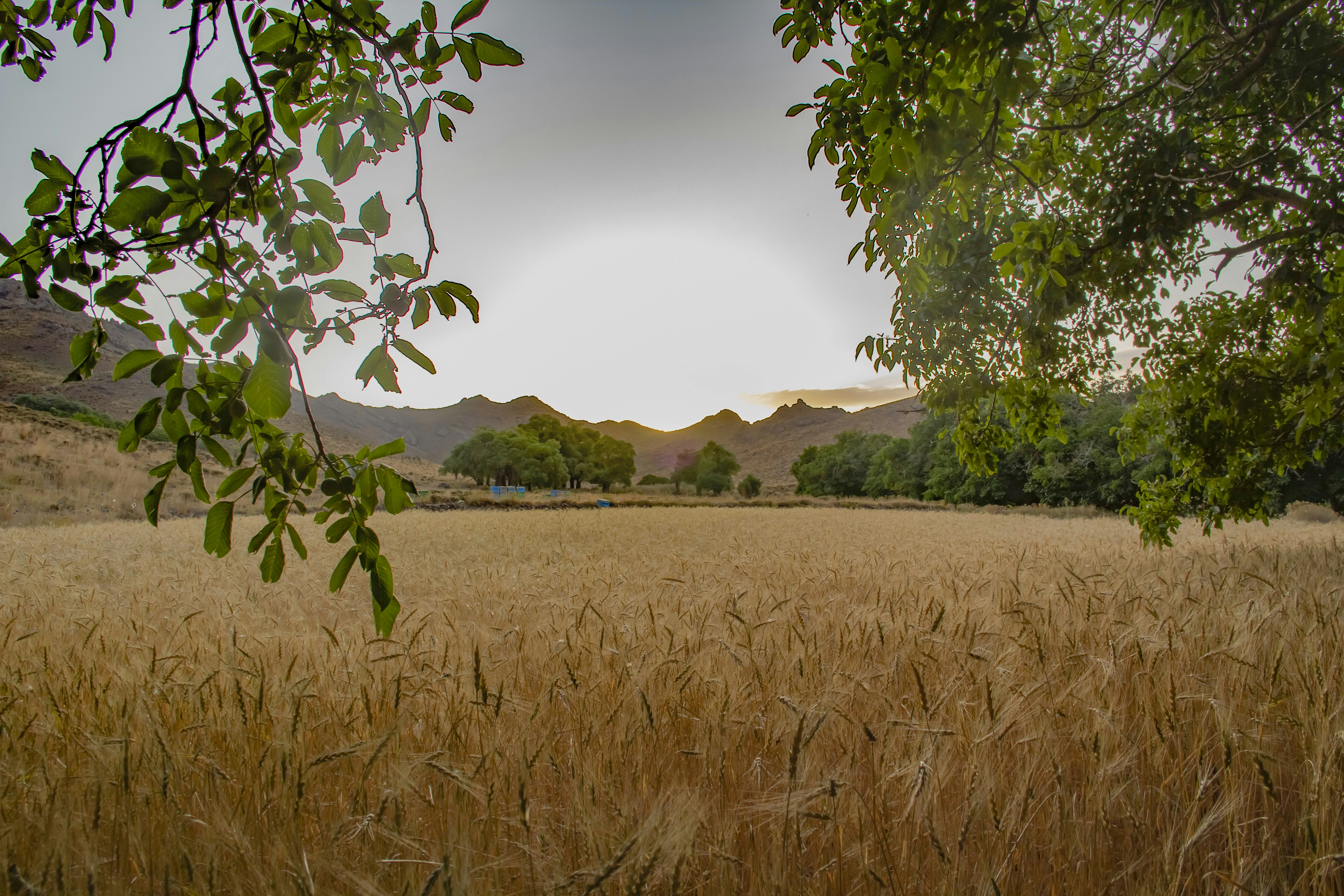 Golden Fields Embraced by Nature's Canopy