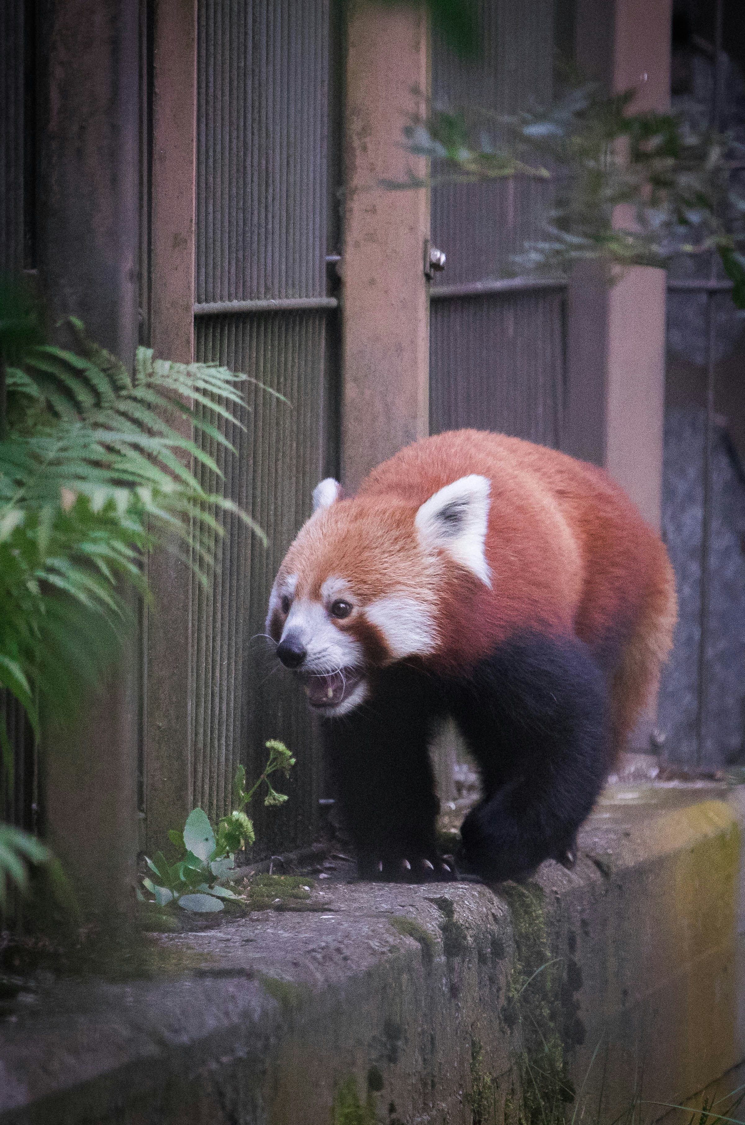 Red Panda on the Mossy Verge: A Watchful Pause by the Fence