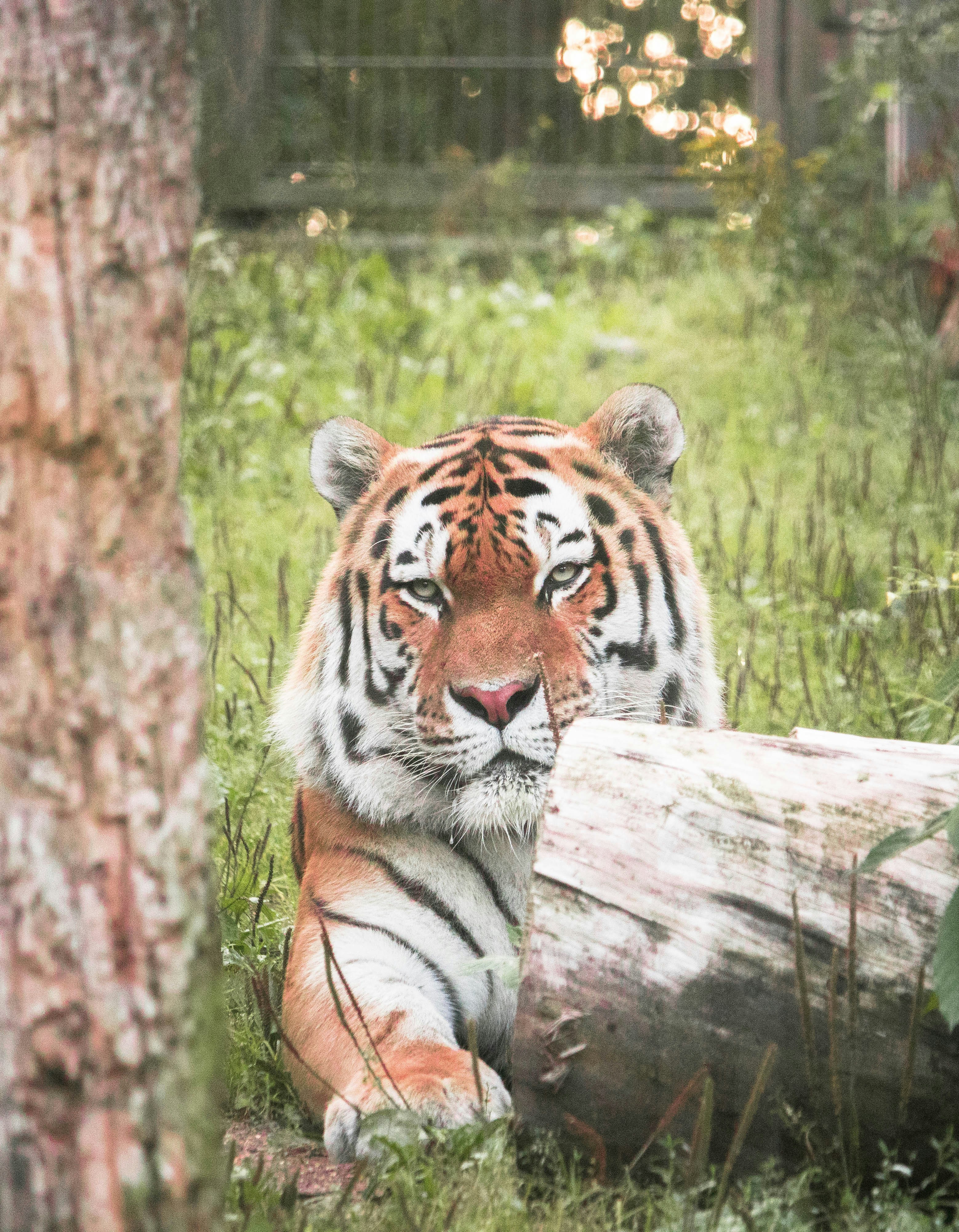 Tiger lying on brown wooden log during daytime photo – Free Animal ...