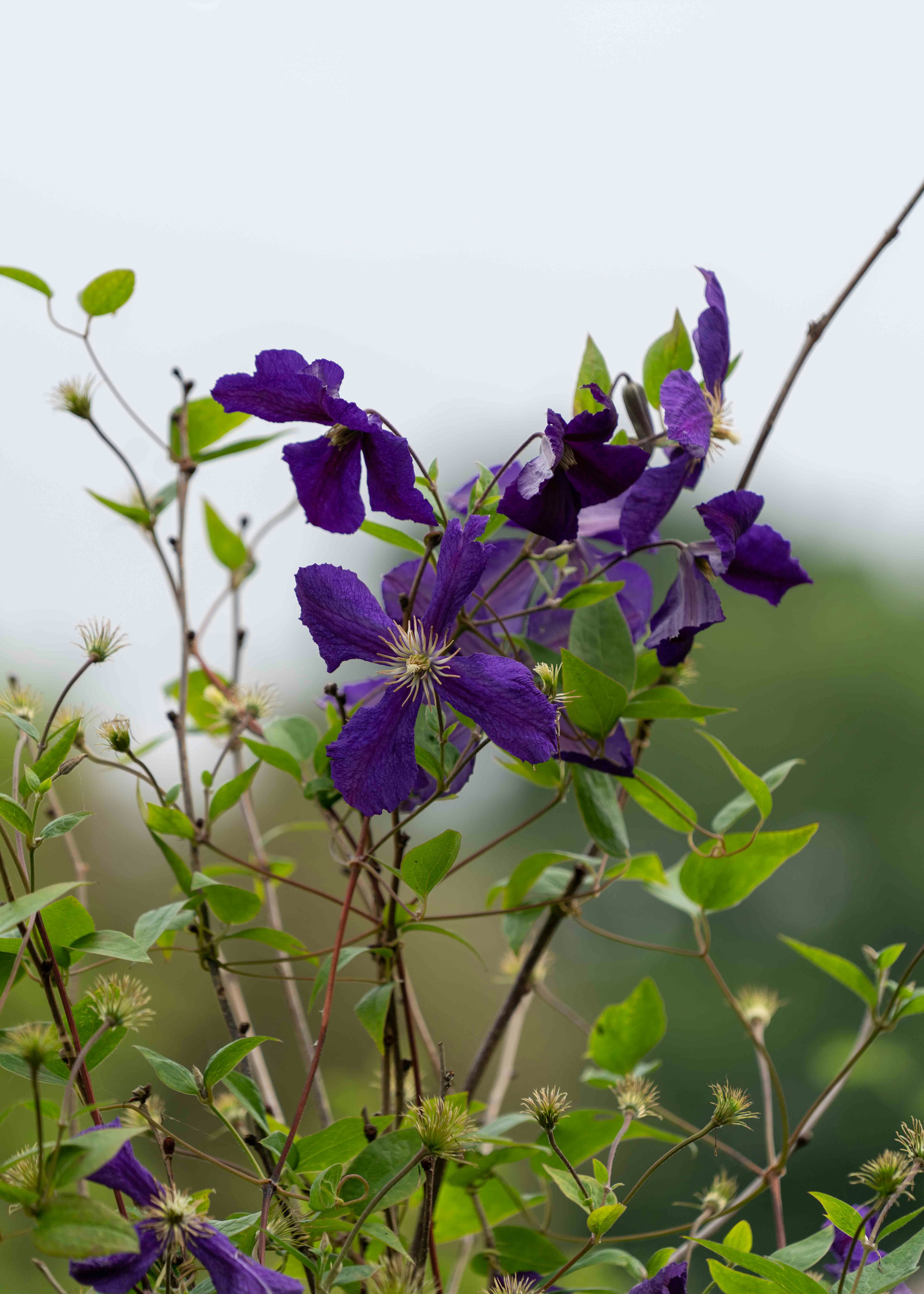 Fleur violette dans une lentille à bascule photo – Photo Sissinghurst ...