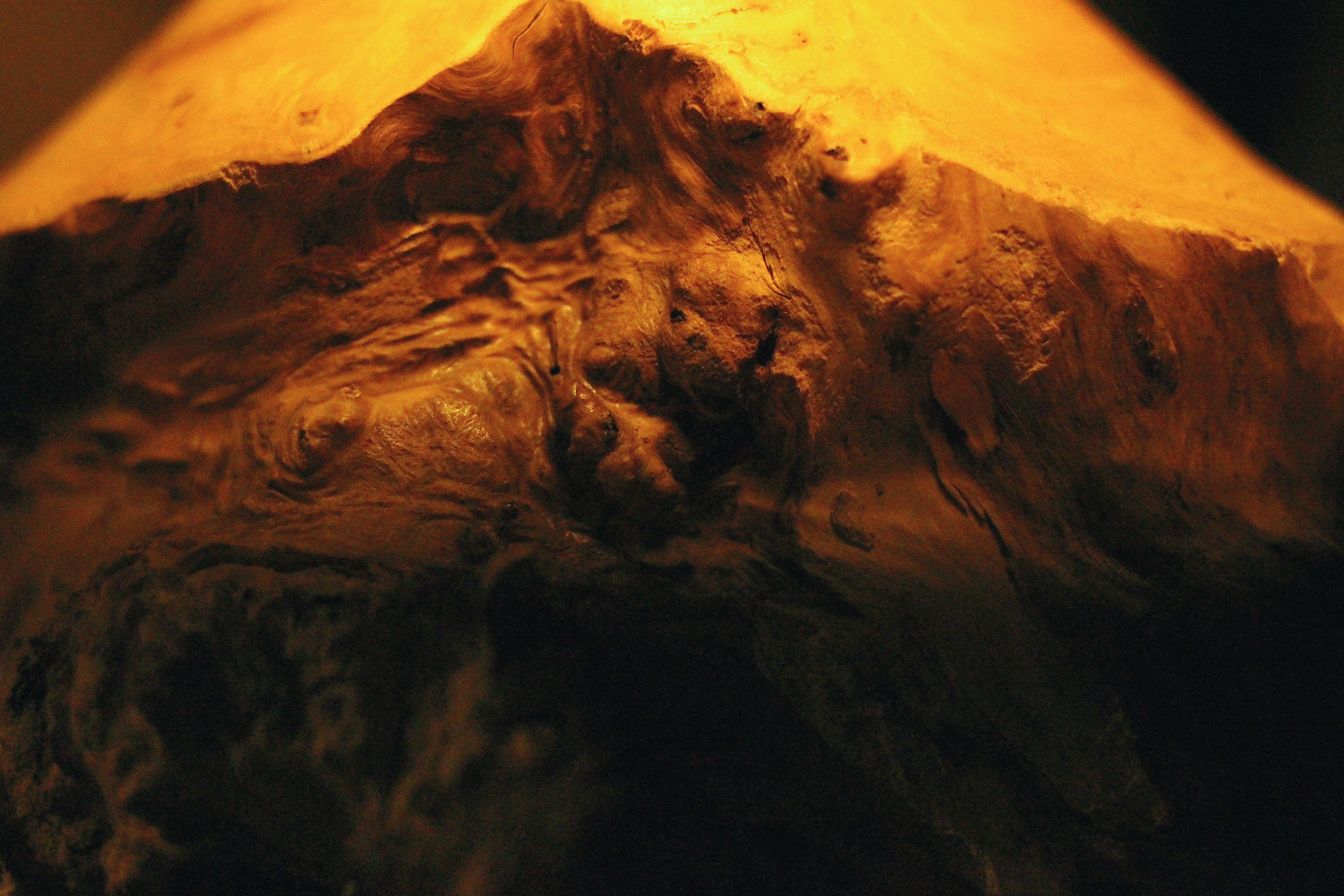 Close-up of a beautifully textured piece of wood illuminated by warm light, highlighting its natural patterns and contours.